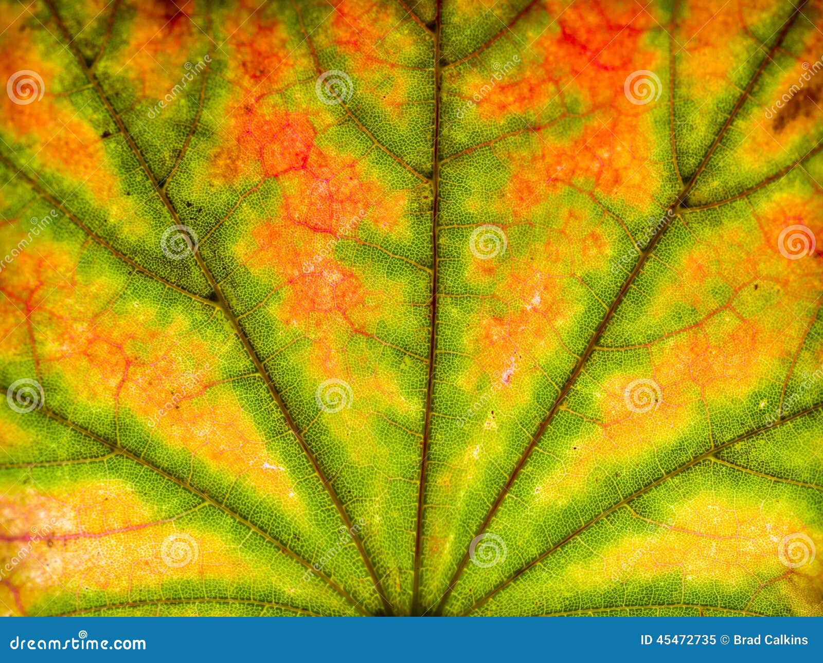 Autumn leaf closeup stock image. Image of green, cells - 45472735