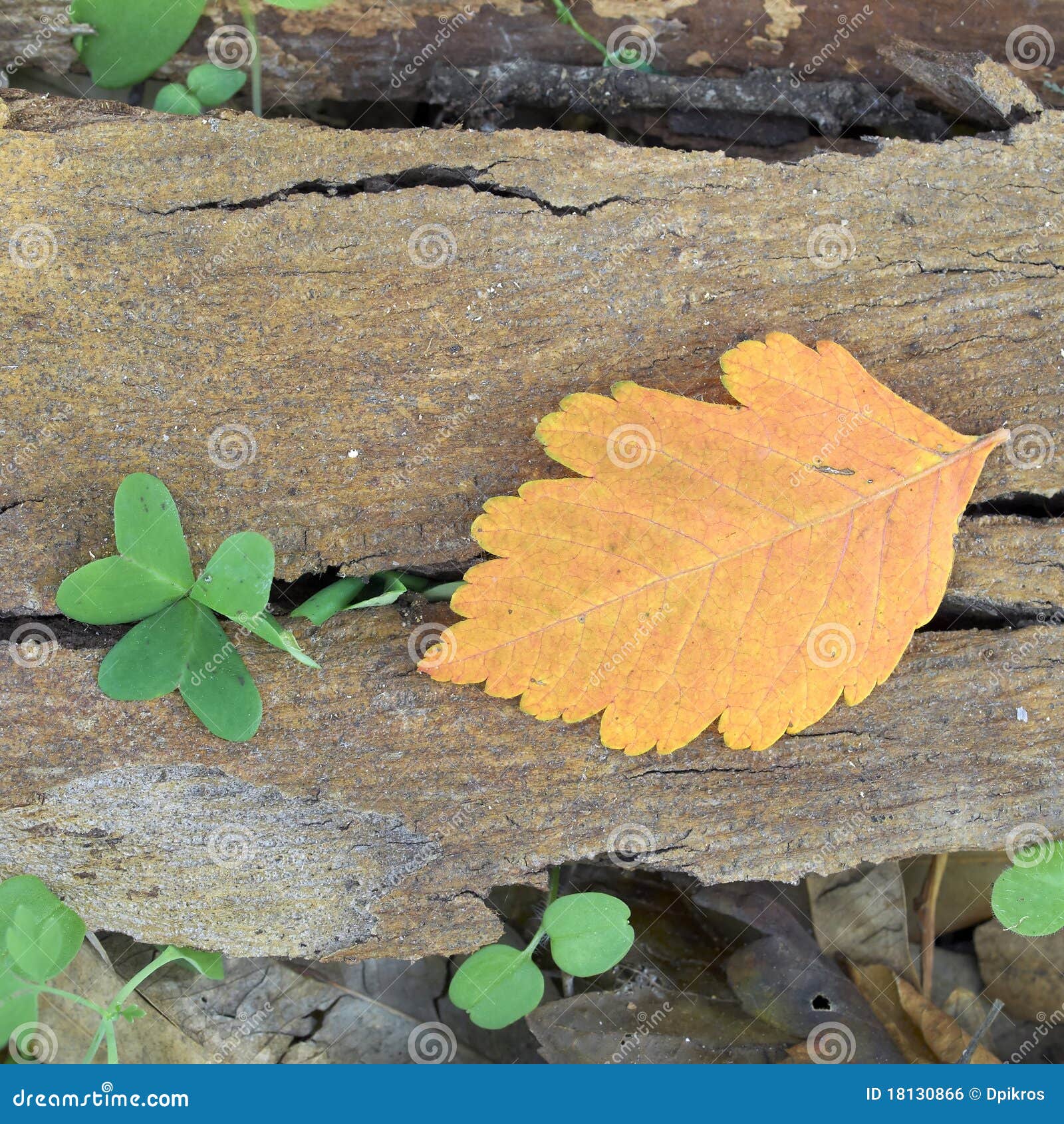 Autumn Leaf and Clover on Tree Bark Stock Photo - Image of clover ...