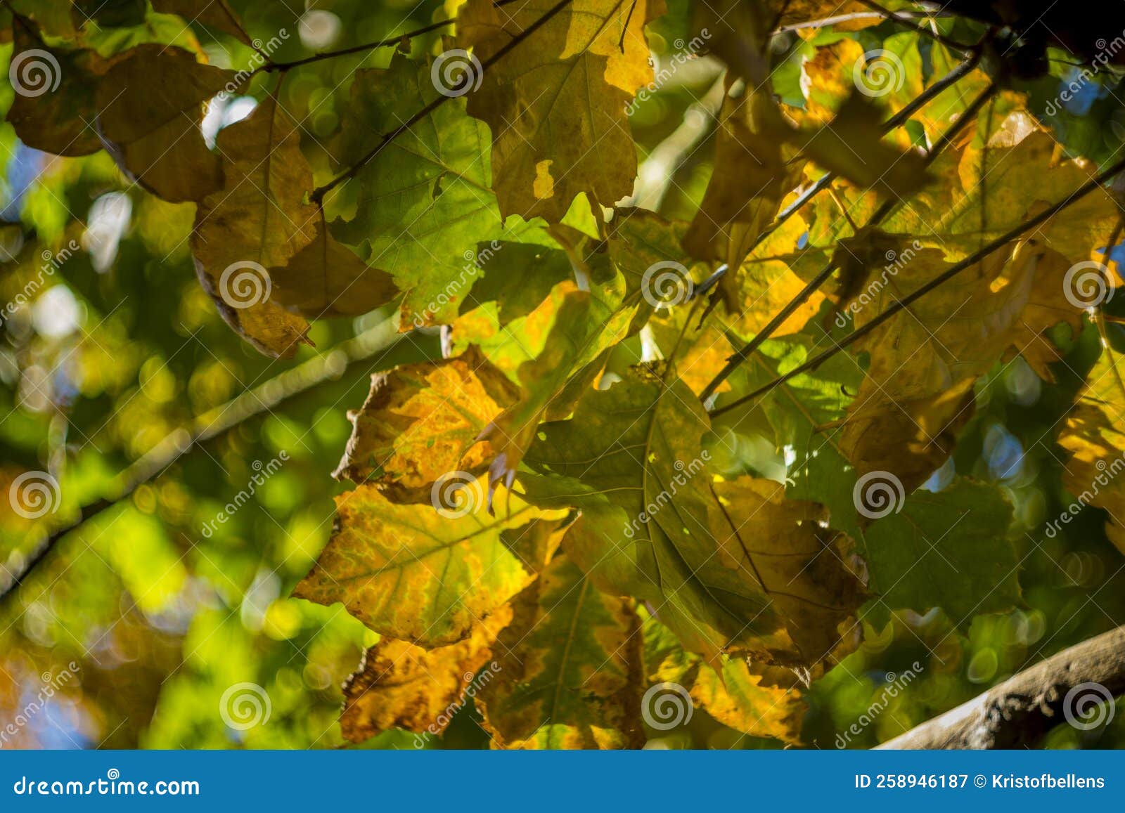 Autumn Leaf Color with Green and Yellow Leaves on a Tree Stock Image ...