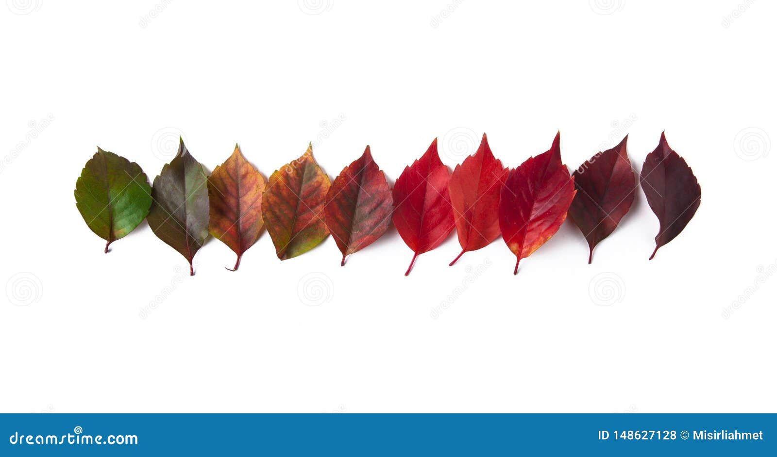 Autumn Leaf Color Transition Stock Photo - Image of order, life: 148627128