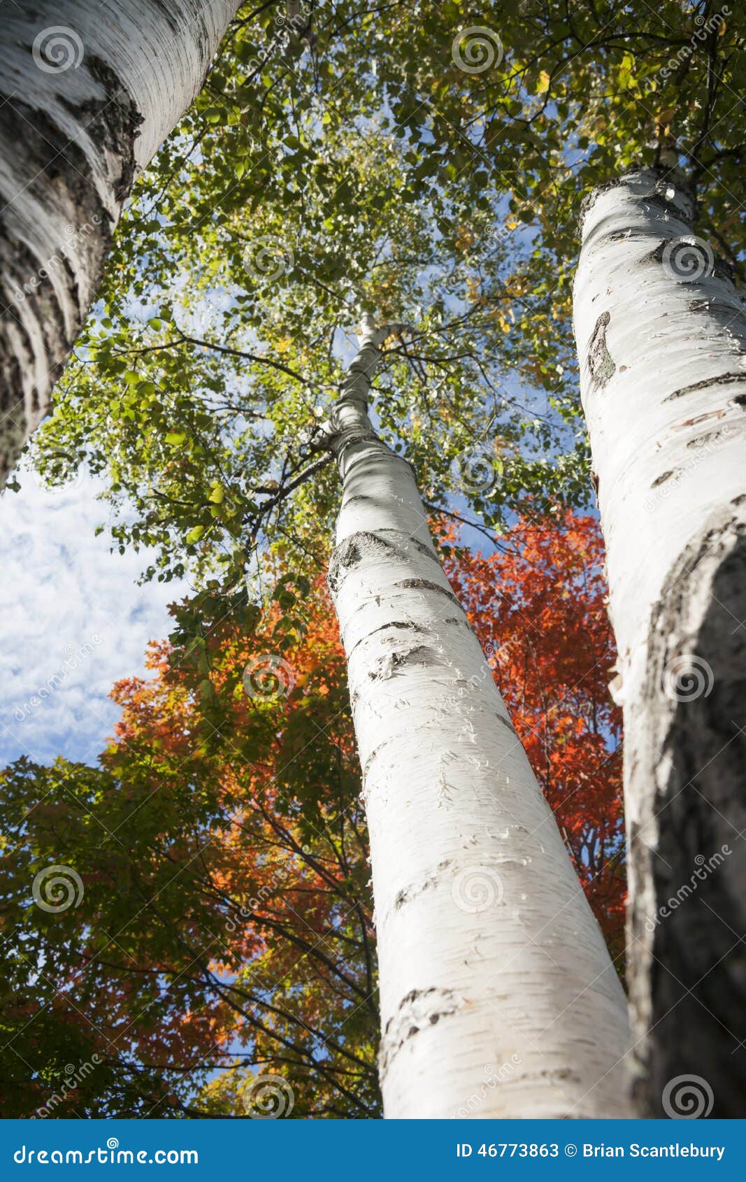 Autumn Leaf Colors on Silver Birch Tree. Stock Image - Image of nature ...