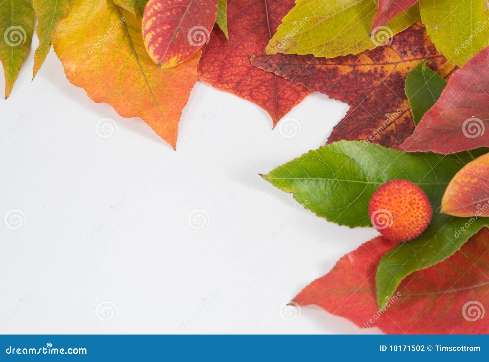 Autumn leaf composition stock photo. Image of foliage - 10171502