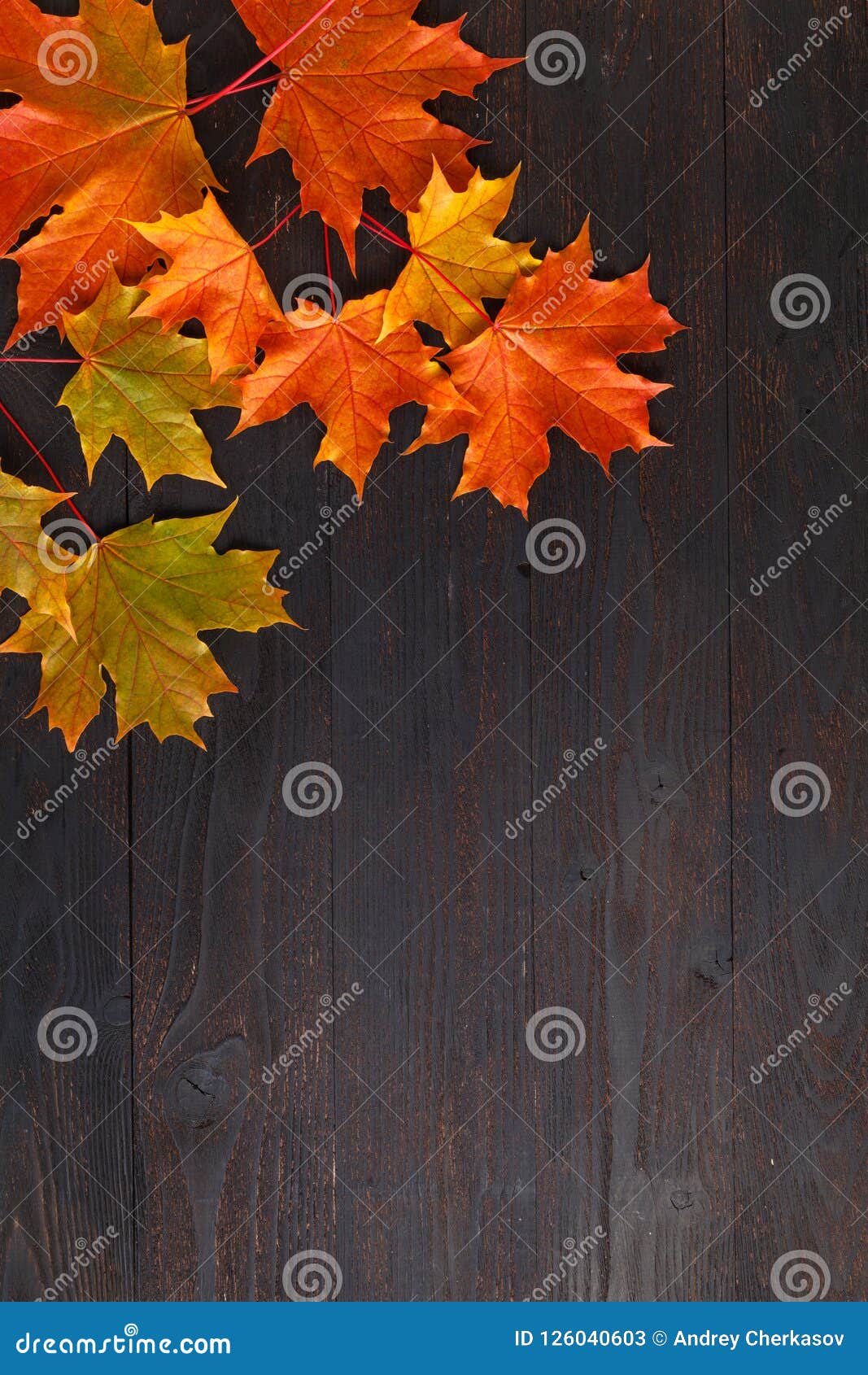 Autumn Leaf Composition for Picture Frame. Copy Space. Stock Image ...
