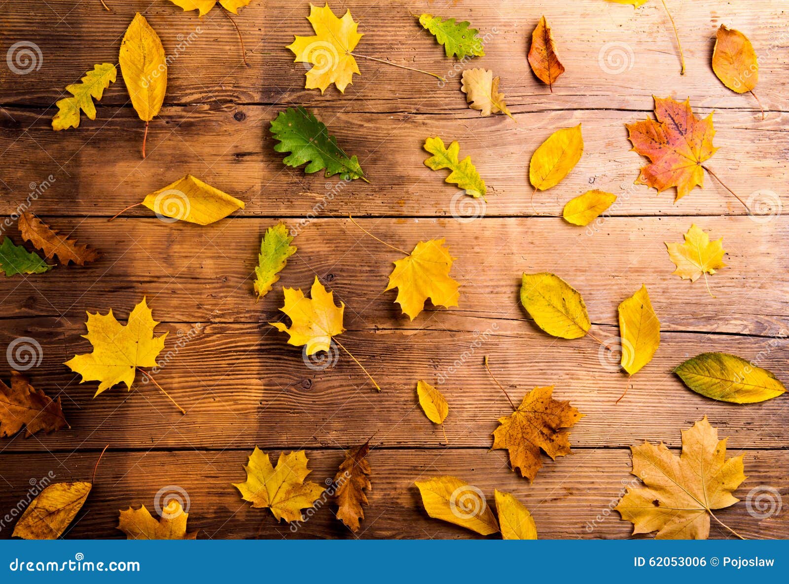 Autumn leaf composition stock photo. Image of maple, concept - 62053006