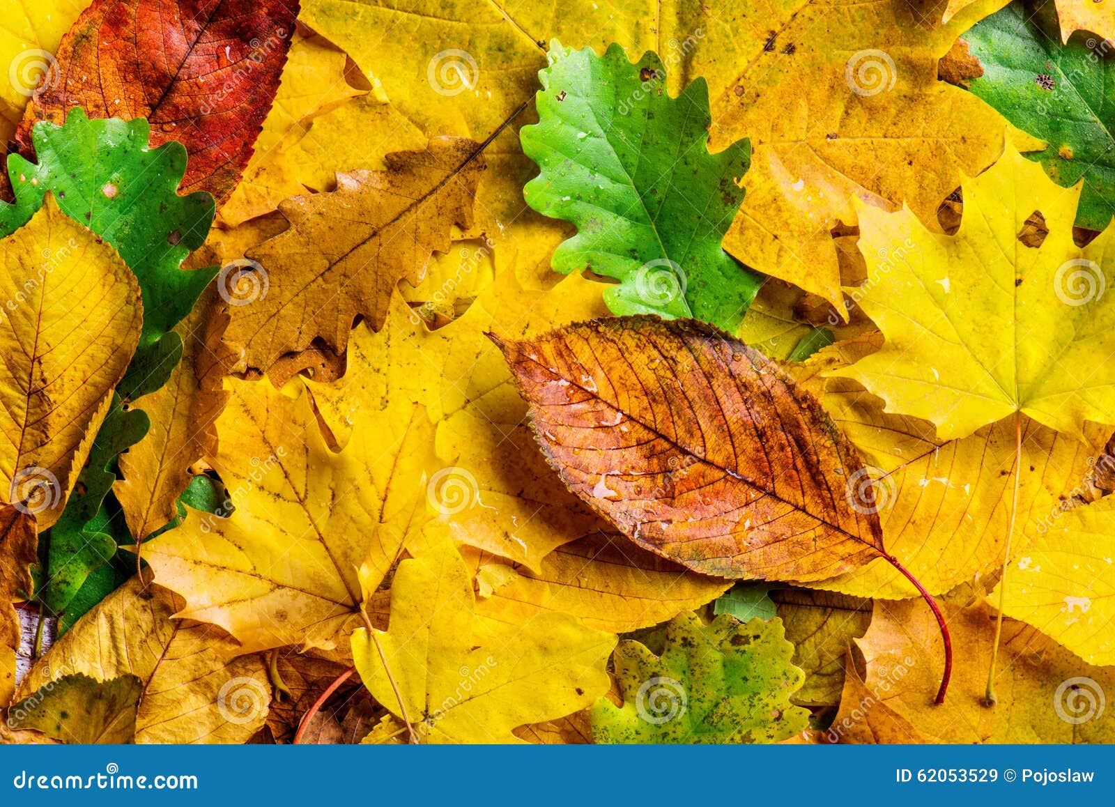 Autumn leaf composition stock image. Image of desk, detail - 62053529