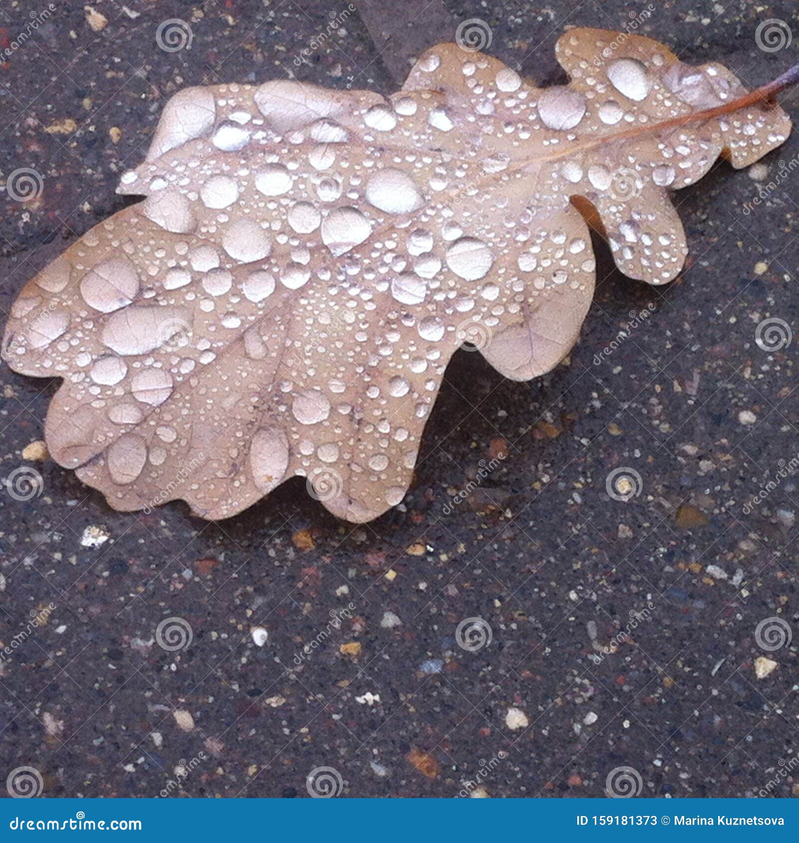 Autumn Leaf Covered in Raindrops Stock Image - Image of autumn, rain ...
