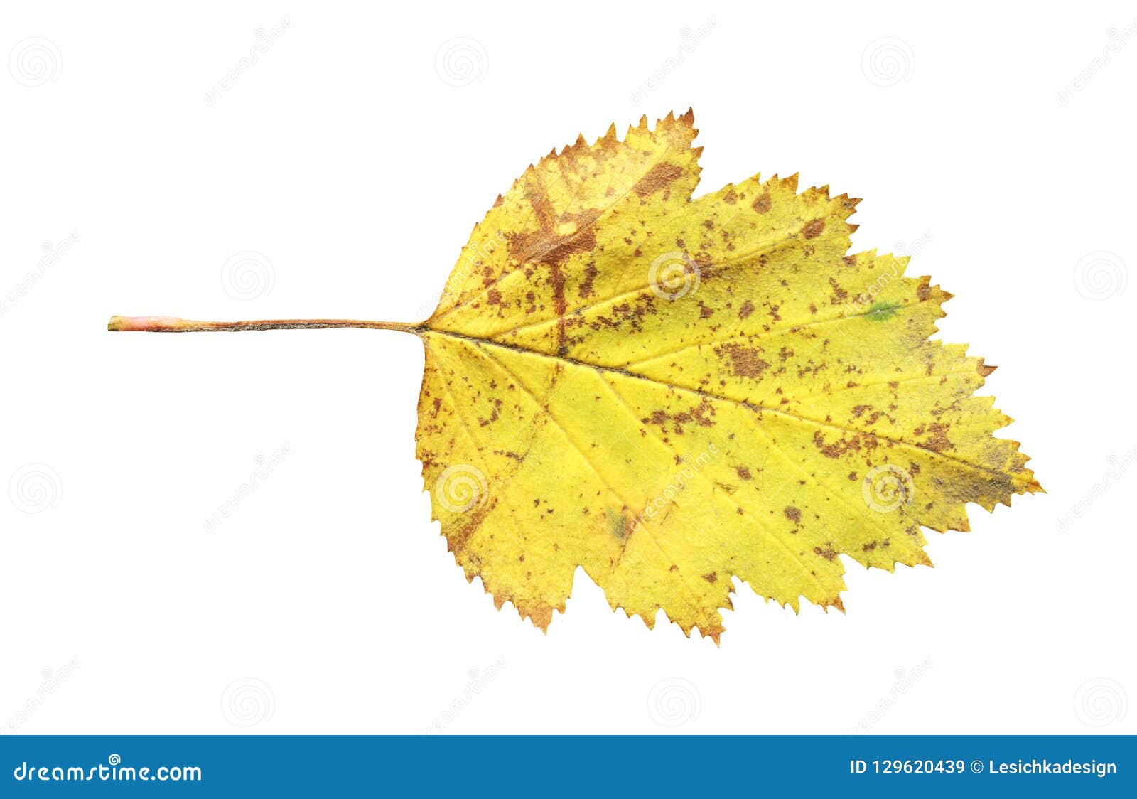 Autumn Leaf of Crataegus Coccinea Tree Isolated on White Background ...