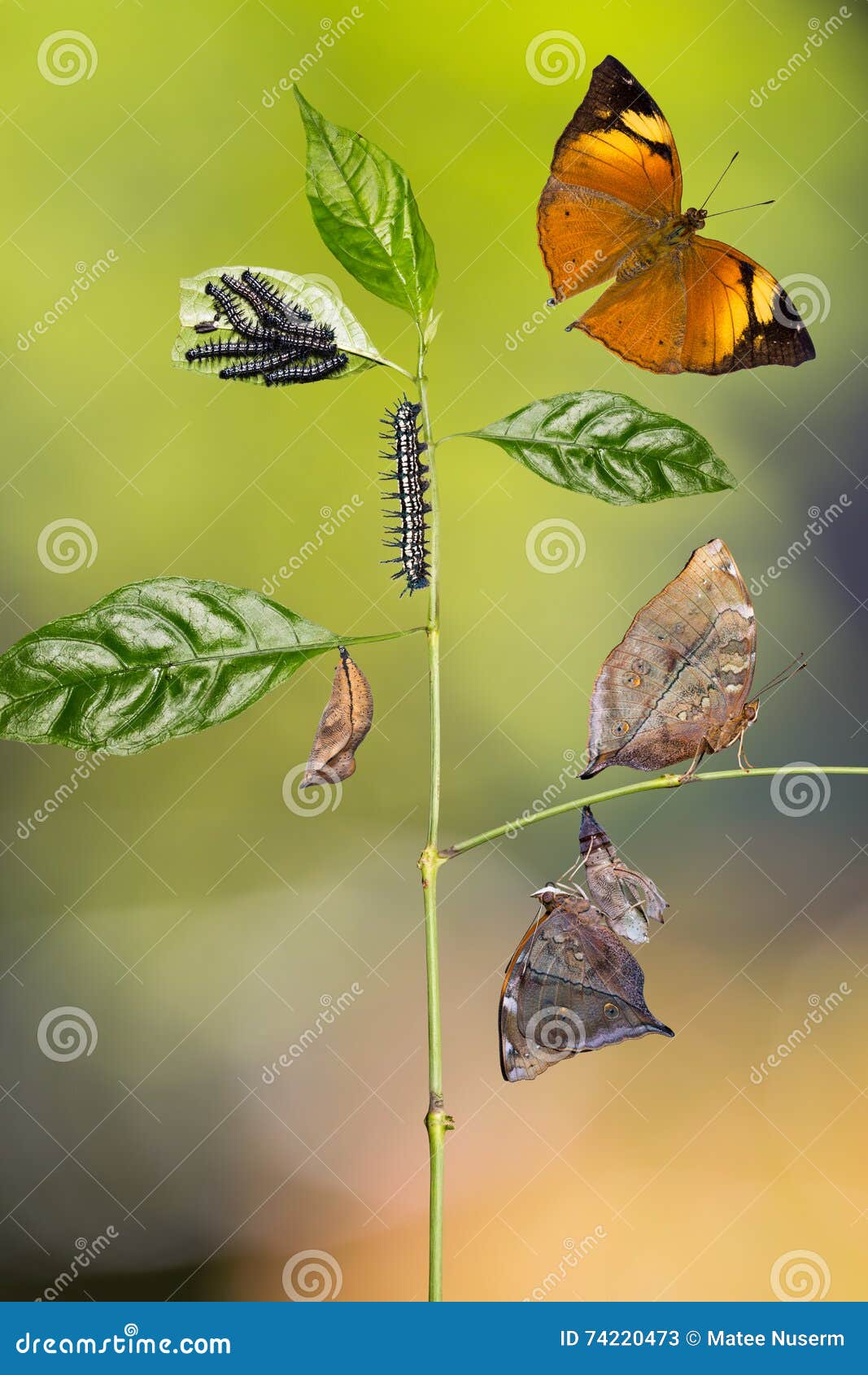 Autumn Leaf-de Cyclus Van Het Vlinderleven Stock Afbeelding - Image of ...