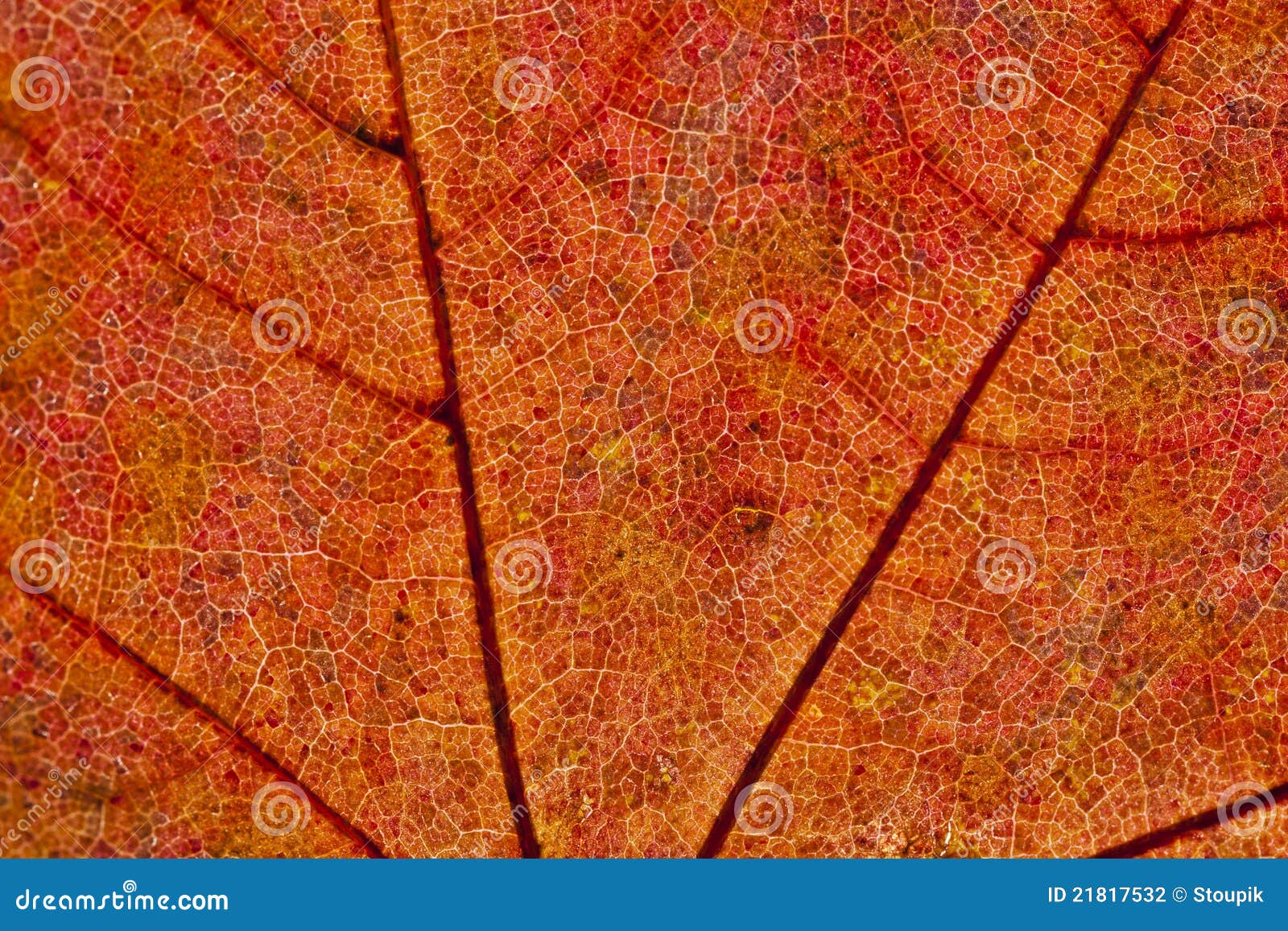 Autumn leaf detail stock photo. Image of yellow, macro - 21817532