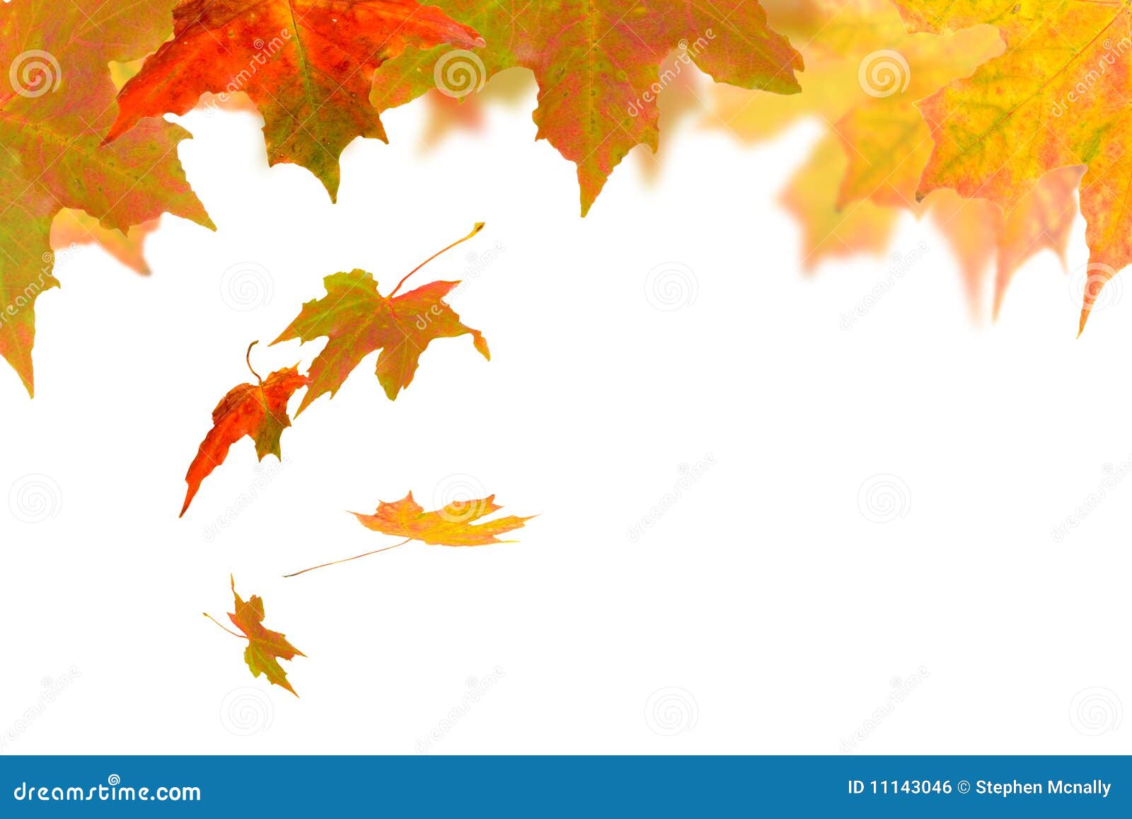Autumn leaf fall stock photo. Image of autumn, rustic - 11143046