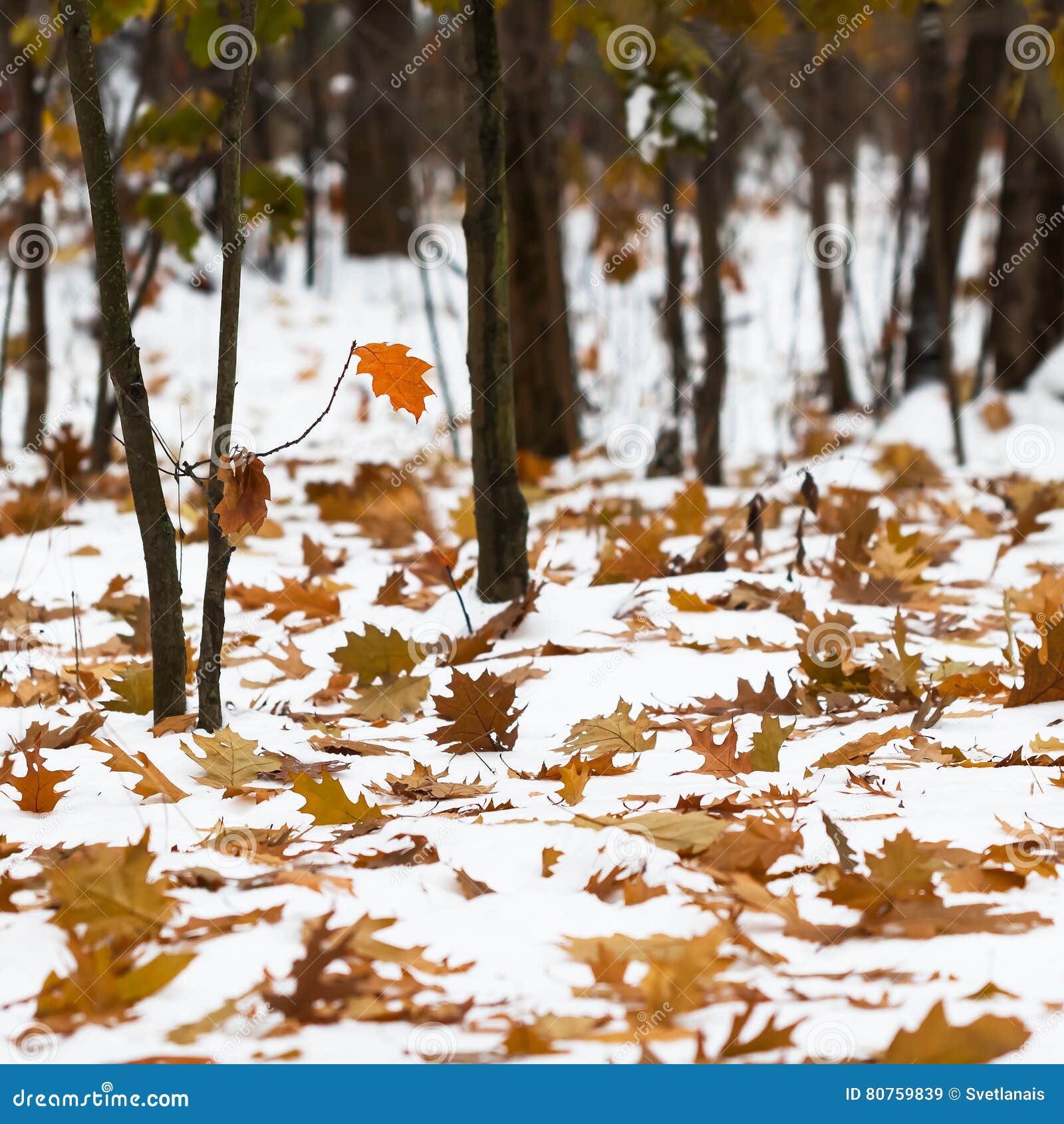 Autumn Leaf Fall. Leaves and Tree Branches on Snow Stock Image - Image ...