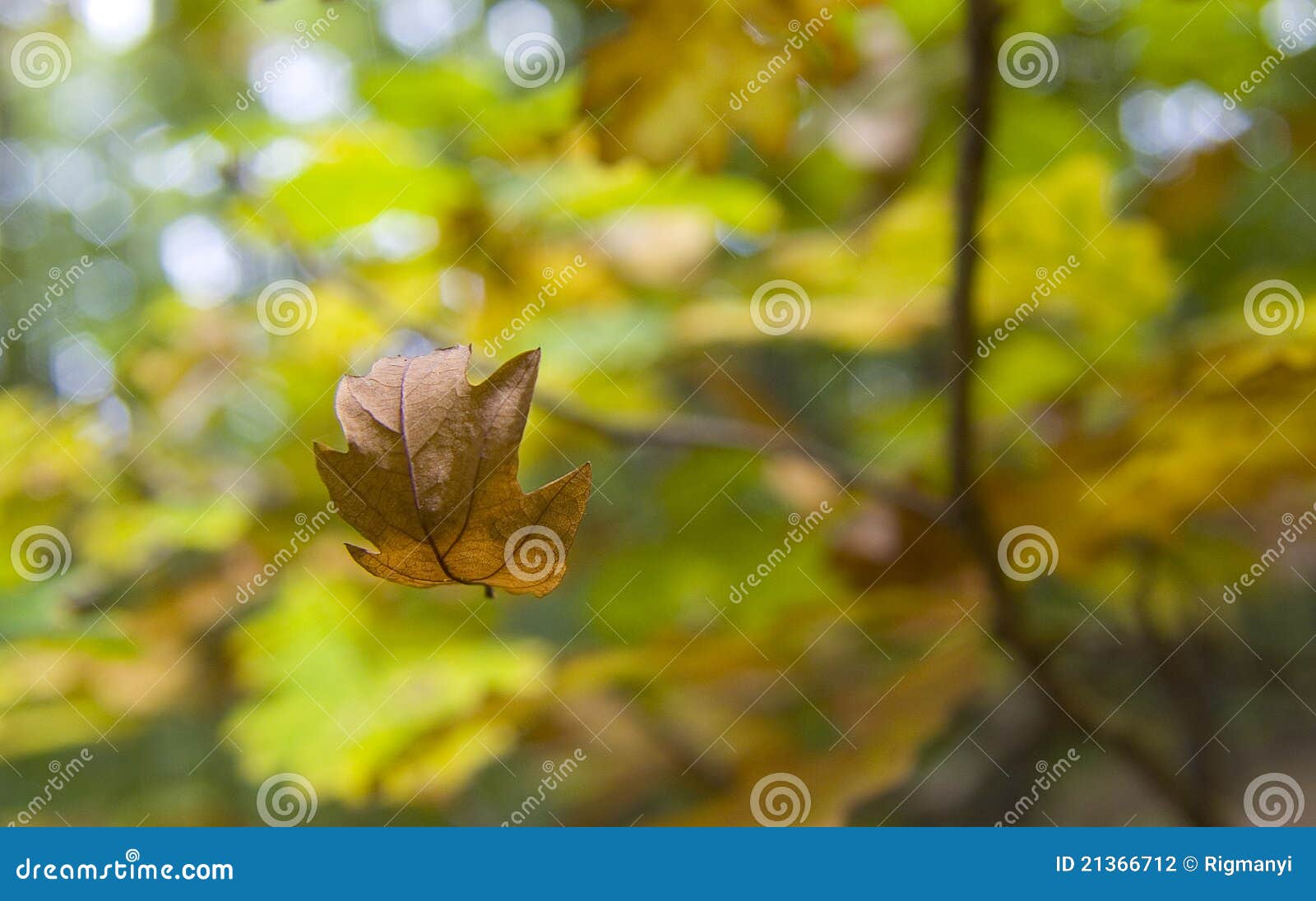 Autumn leaf falling stock photo. Image of season, trees - 21366712