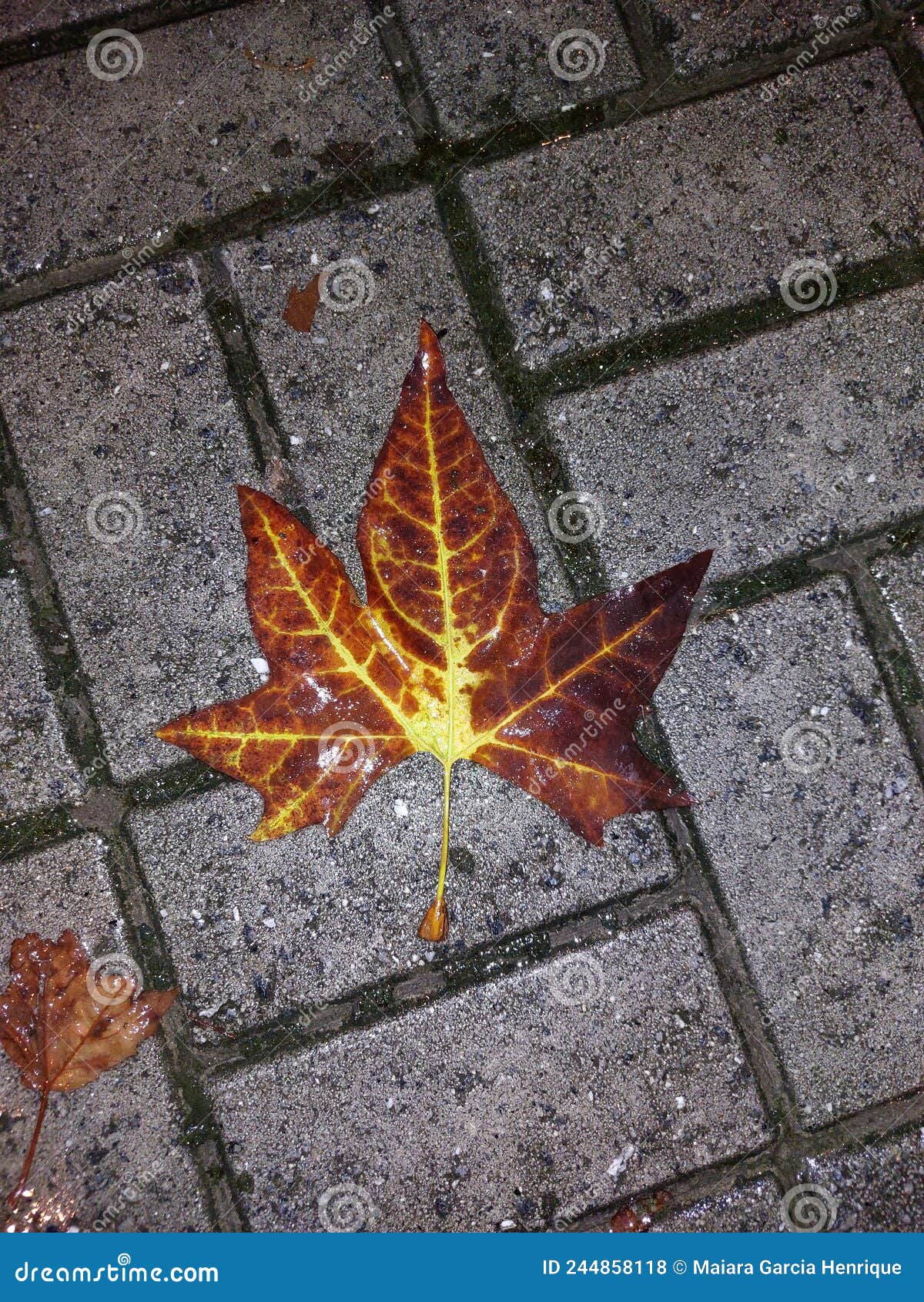 Autumn leaf falling down stock photo. Image of asphalt - 244858118