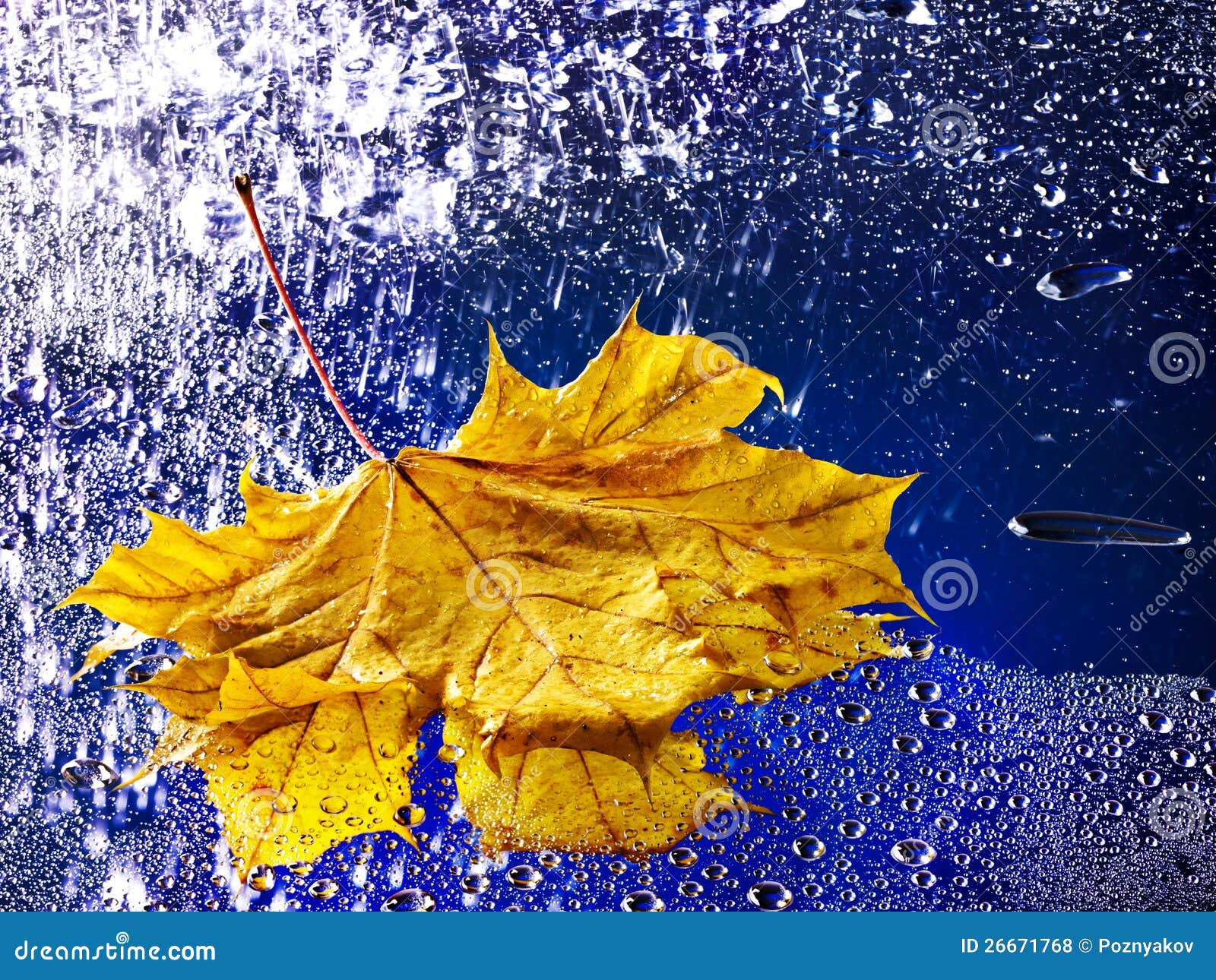 Autumn Leaf Floating on Water with Rain. Stock Photo - Image of autumn ...