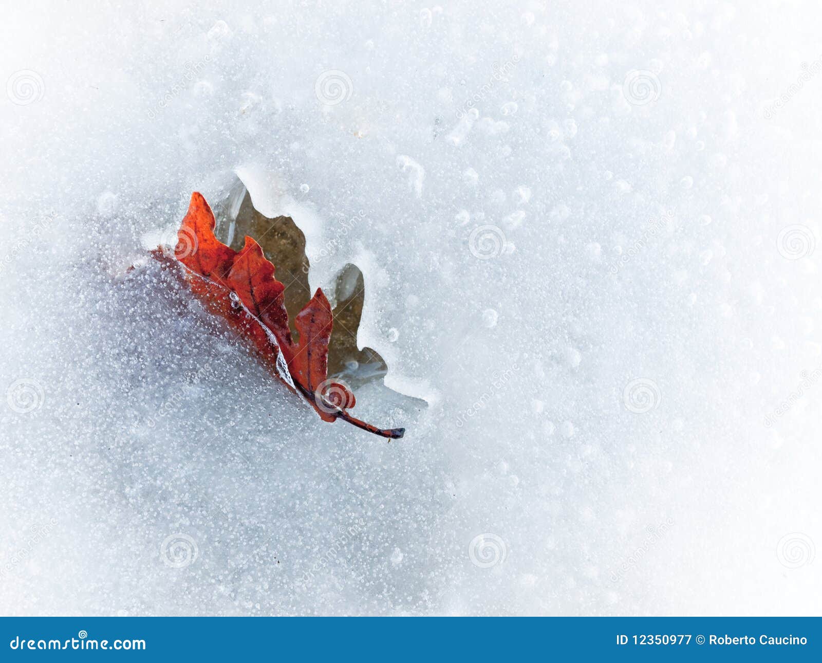 Autumn Leaf Frozen in the Ice Stock Image - Image of frozen, brown ...