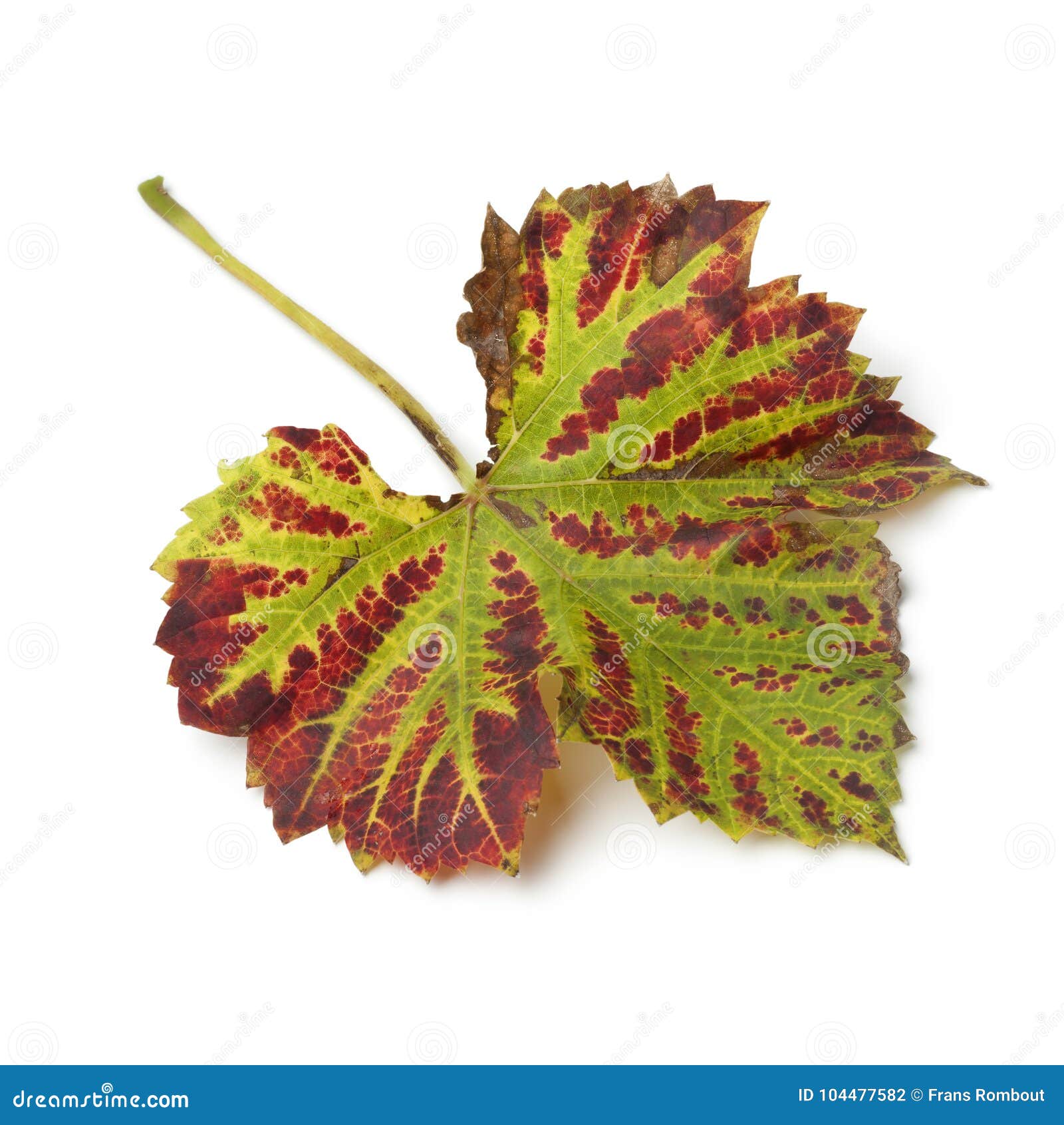 Autumn Leaf of a Grape Plant Stock Photo - Image of leaf, brown: 104477582