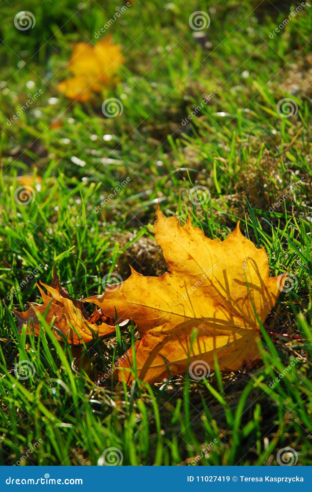 Autumn leaf in grass stock image. Image of tree, plant - 11027419