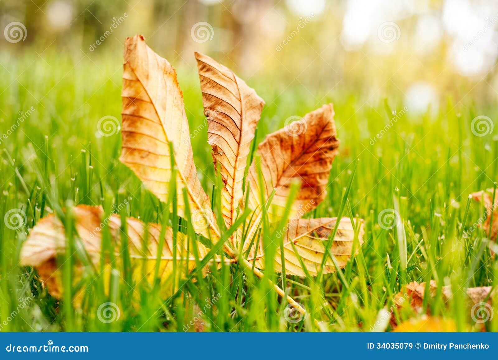 Autumn Leaf on Green Grass. Stock Image - Image of color, grass: 34035079