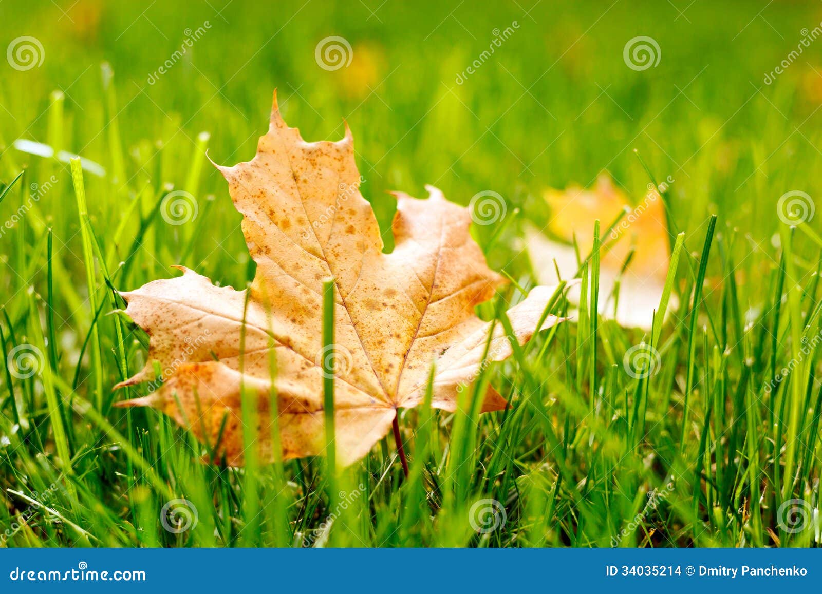 Autumn Leaf on Green Grass. Stock Photo - Image of foliage, november ...