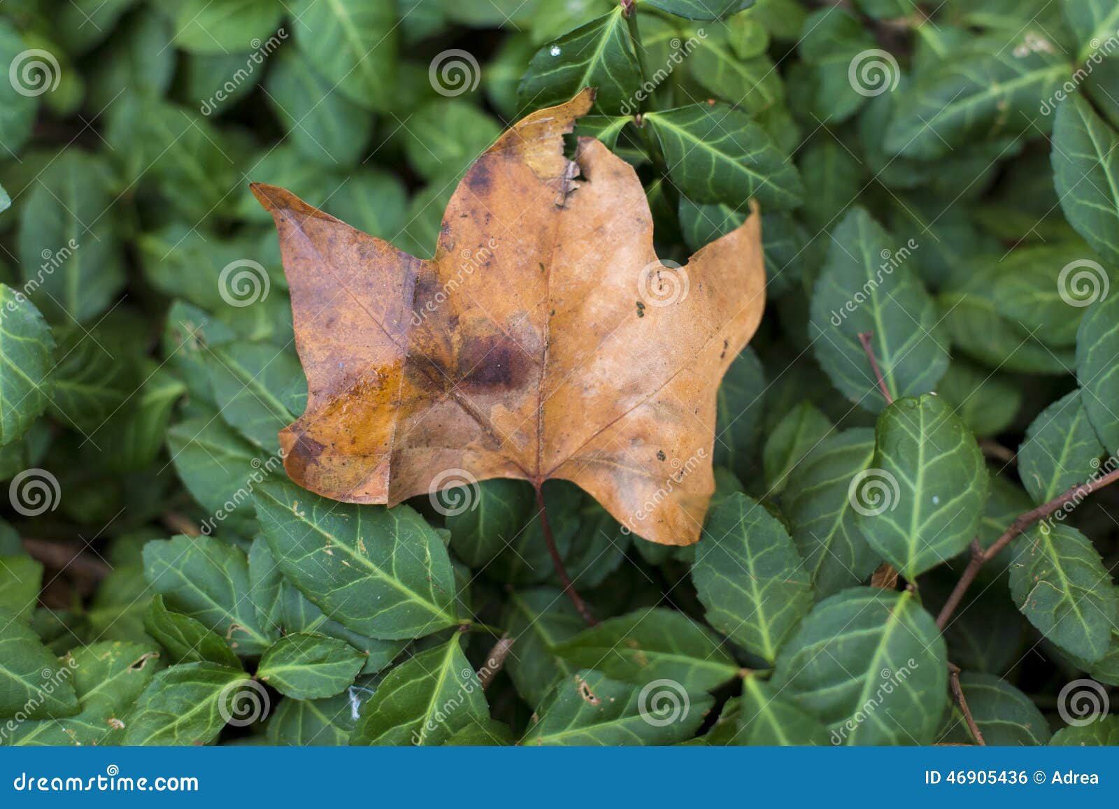 Rusty Leaf on a Green Leafs Background Stock Photo - Image of texture ...