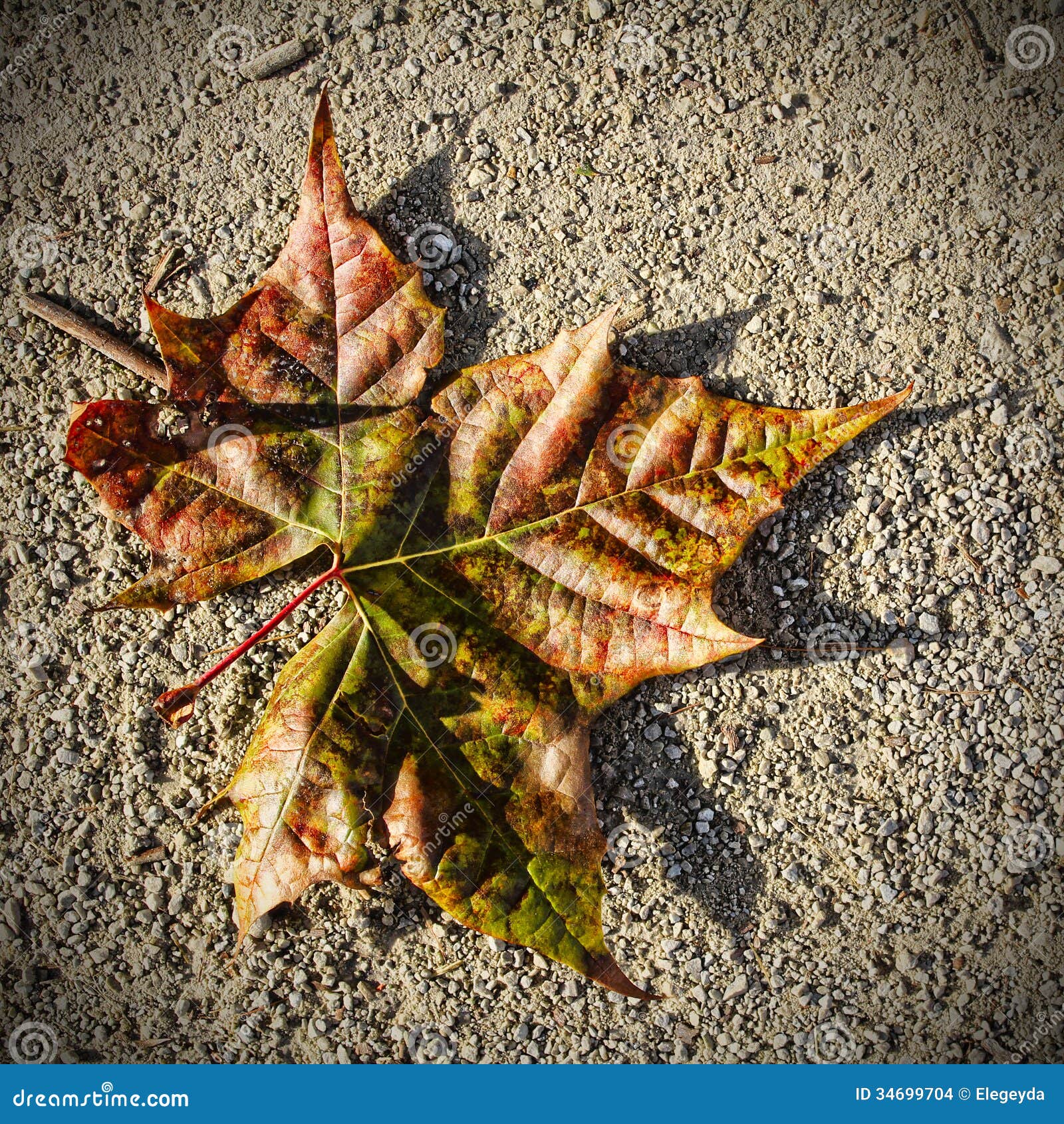 Autumn leaf on the ground. stock photo. Image of blur - 34699704