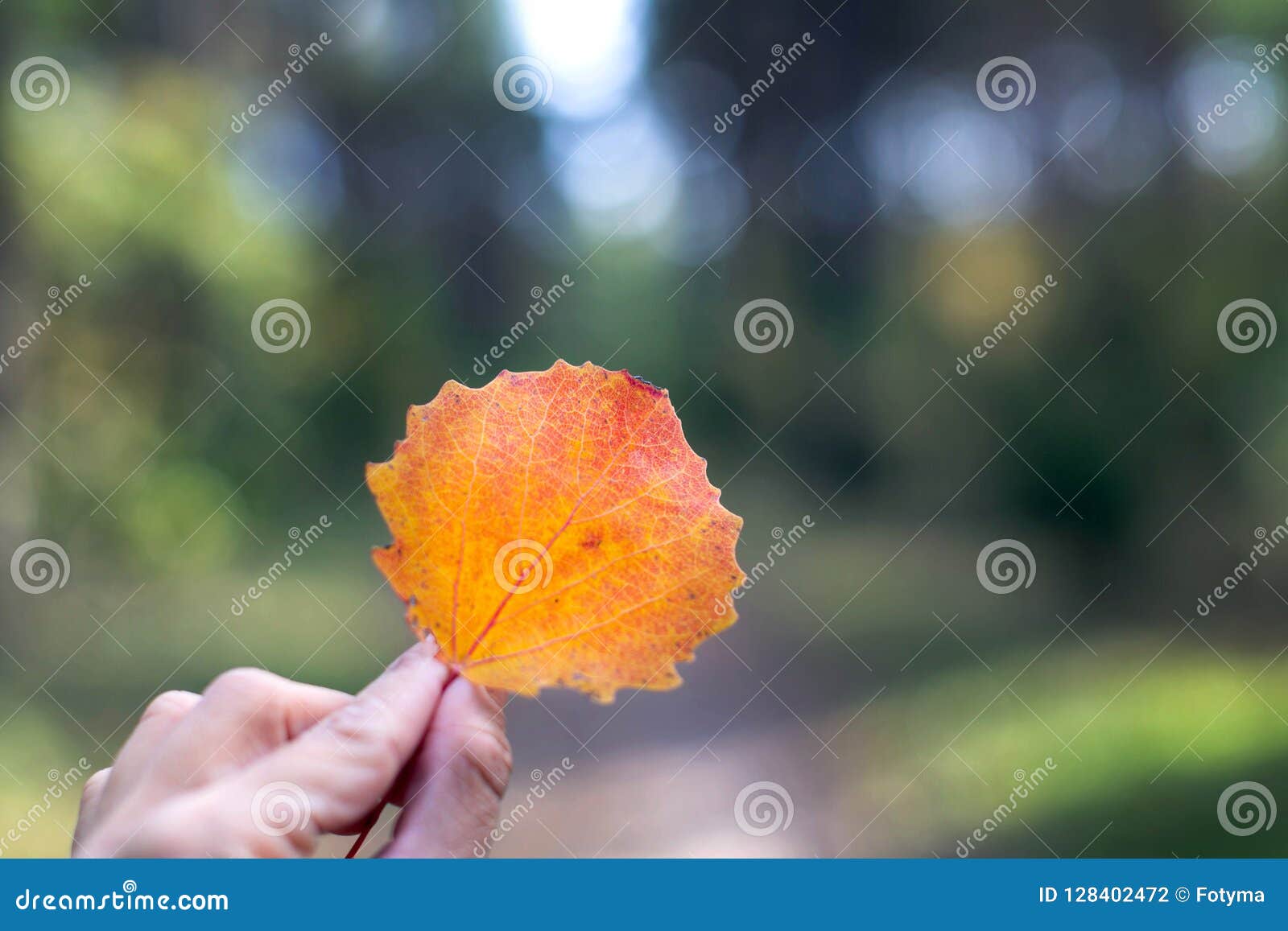 Autumn leaf in hand stock photo. Image of background - 128402472