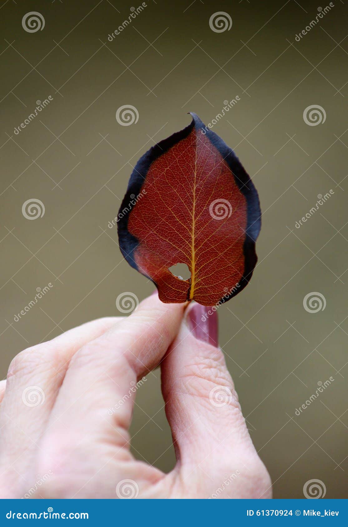 Autumn leaf in a hand stock photo. Image of brown, focus - 61370924