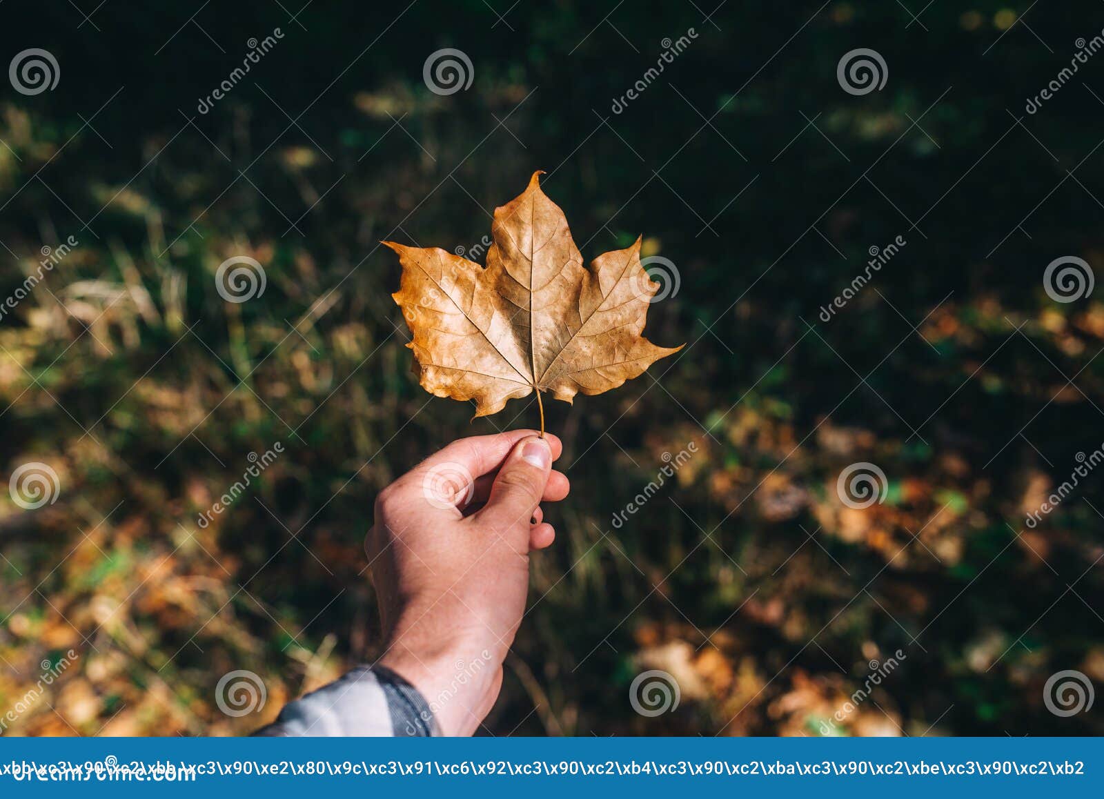 Autumn leaf in a hand stock photo. Image of plant, maple - 126416546