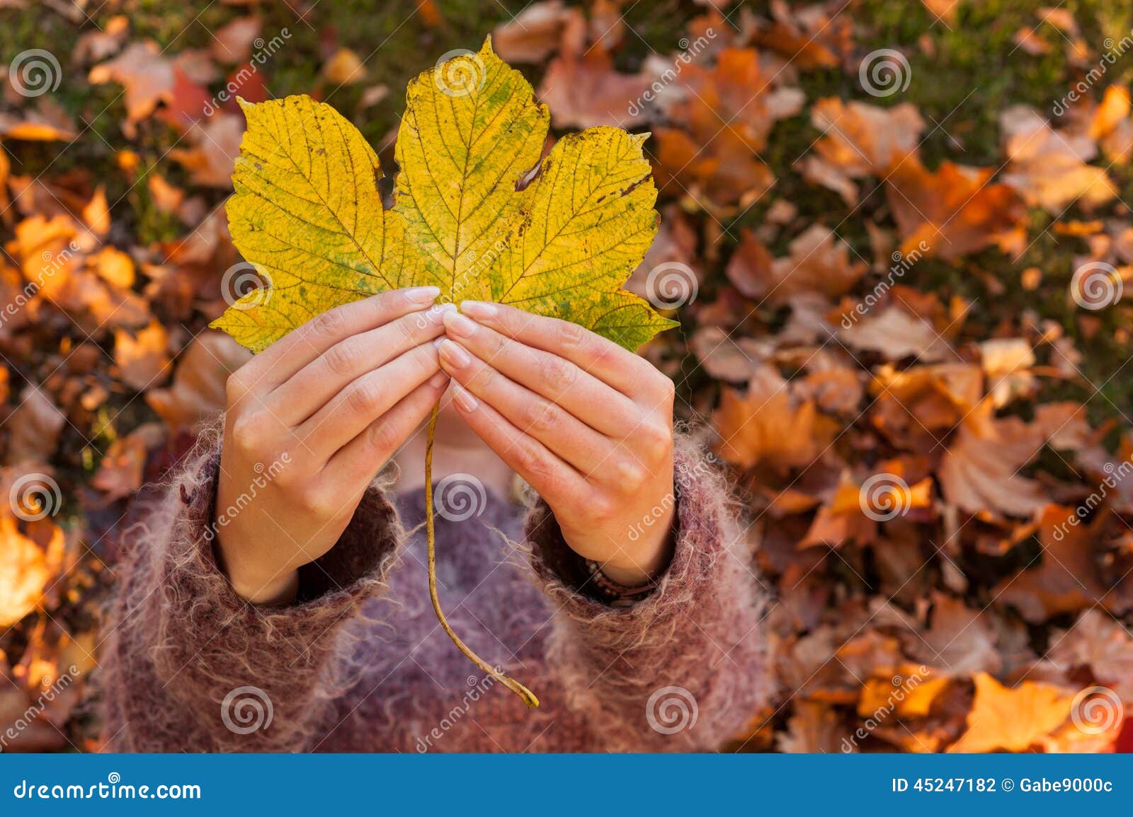Autumn Leaf Hands Background Stock Photo - Image of skin, leaves: 45247182