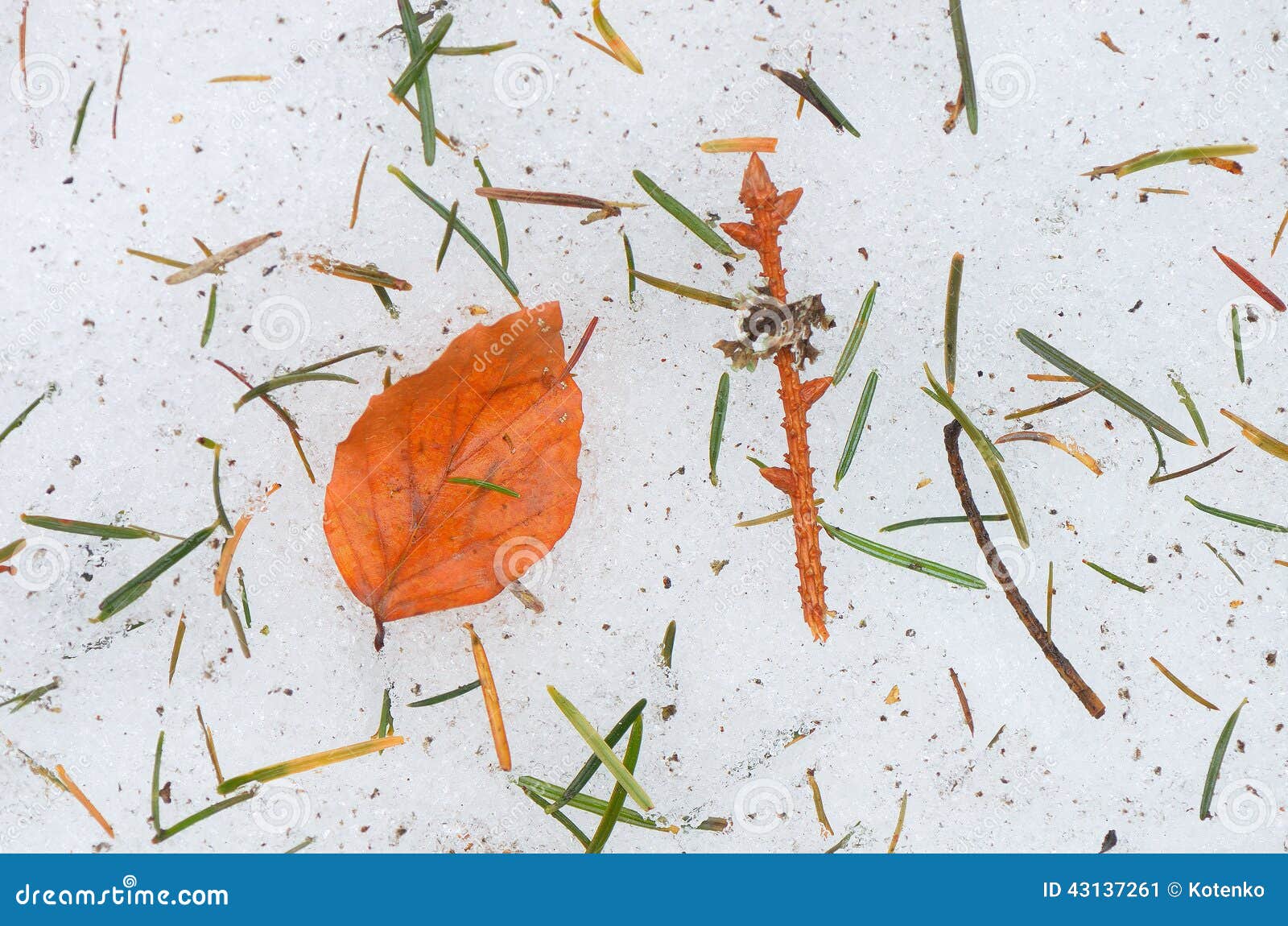 Autumn leaf on ice stock image. Image of nature, beautiful - 43137261