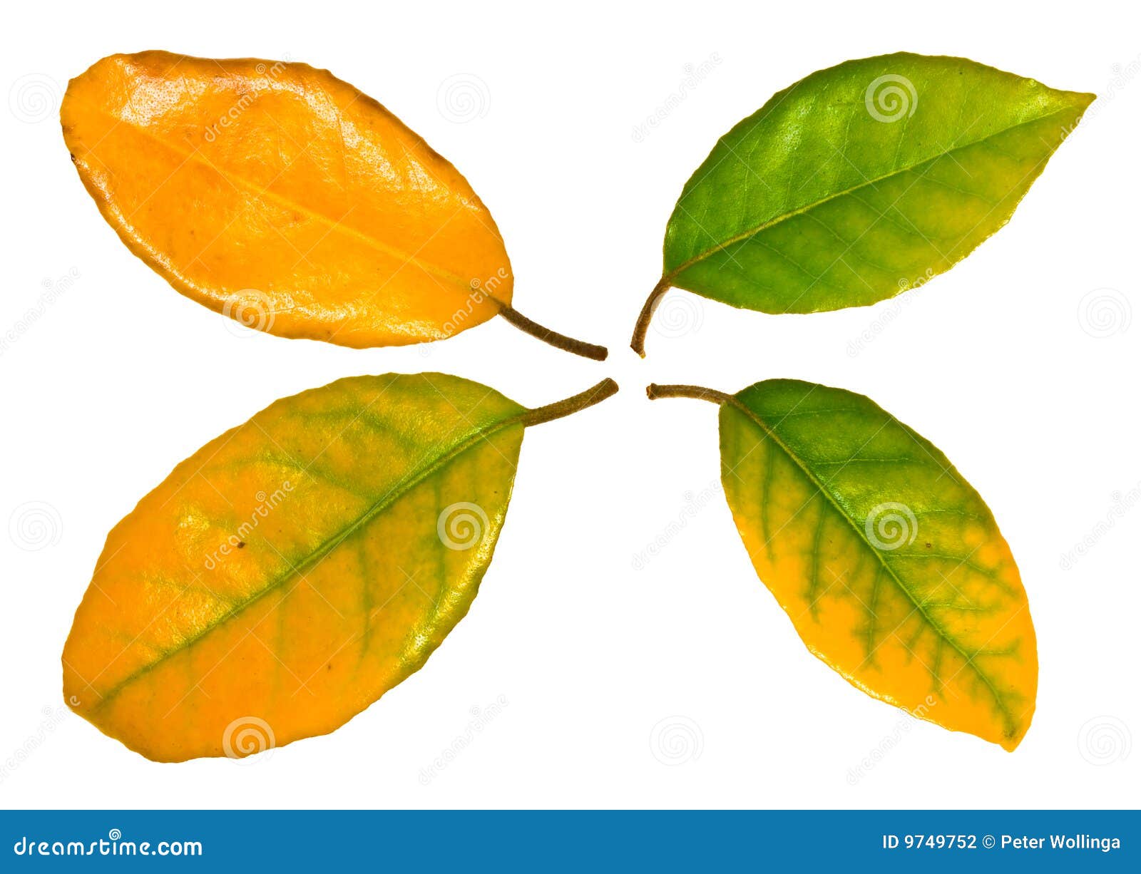 Autumn leaf isolated stock photo. Image of season, tree - 9749752