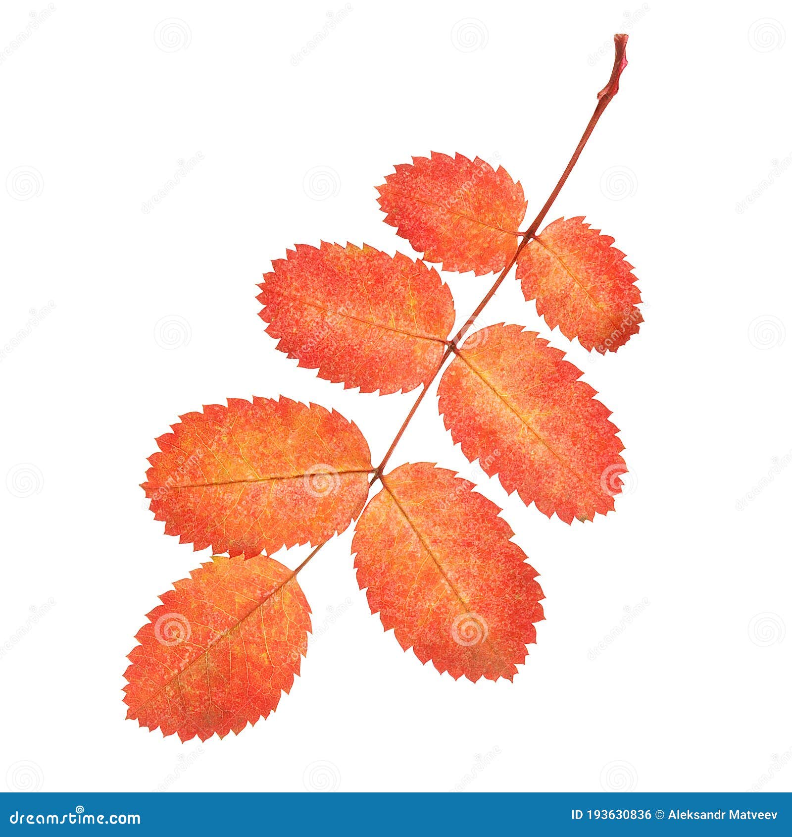 Autumn Leaf Isolated on White Background. Stock Photo - Image of flora ...