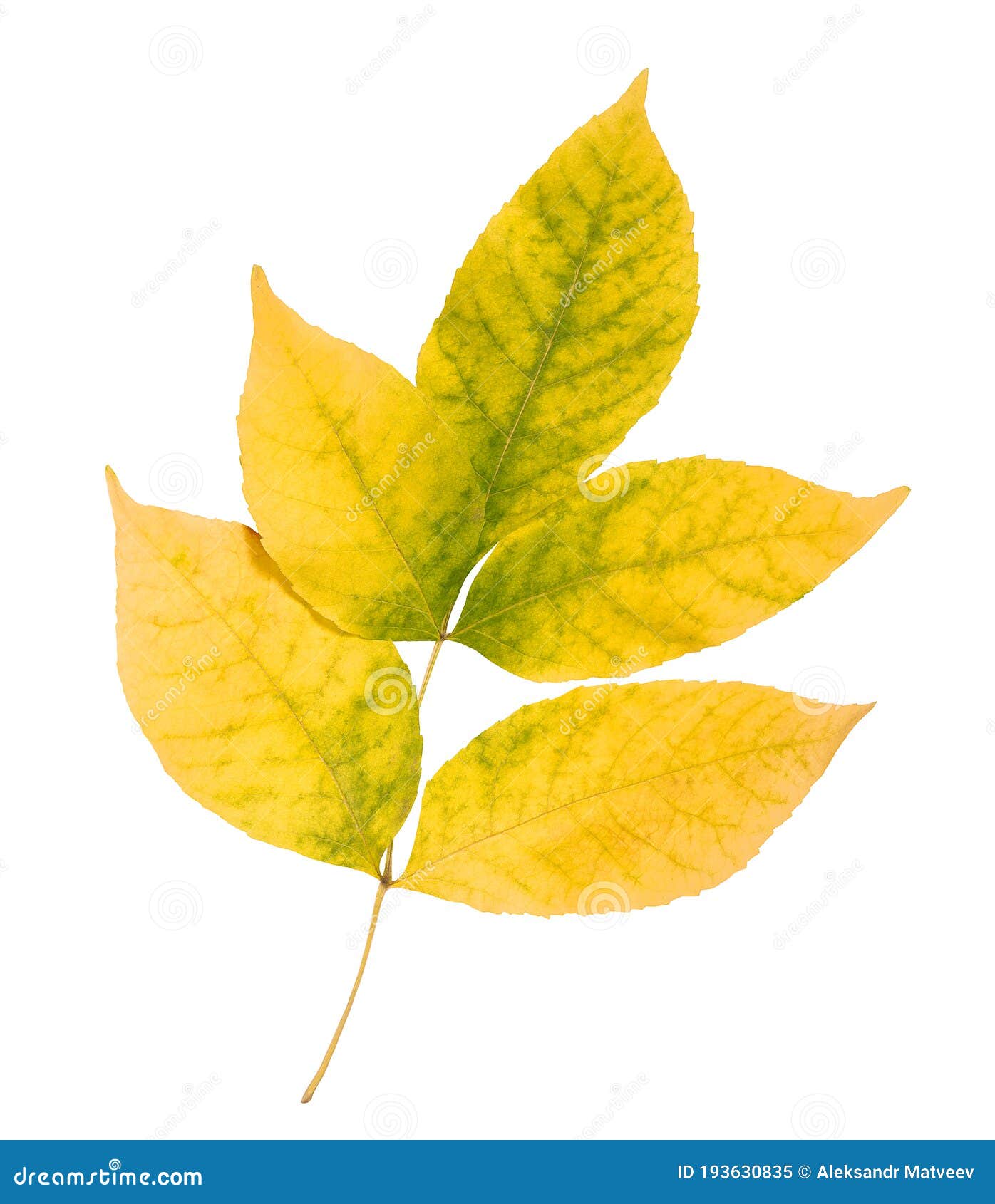 Autumn Leaf Isolated on White Background. Stock Image - Image of ...