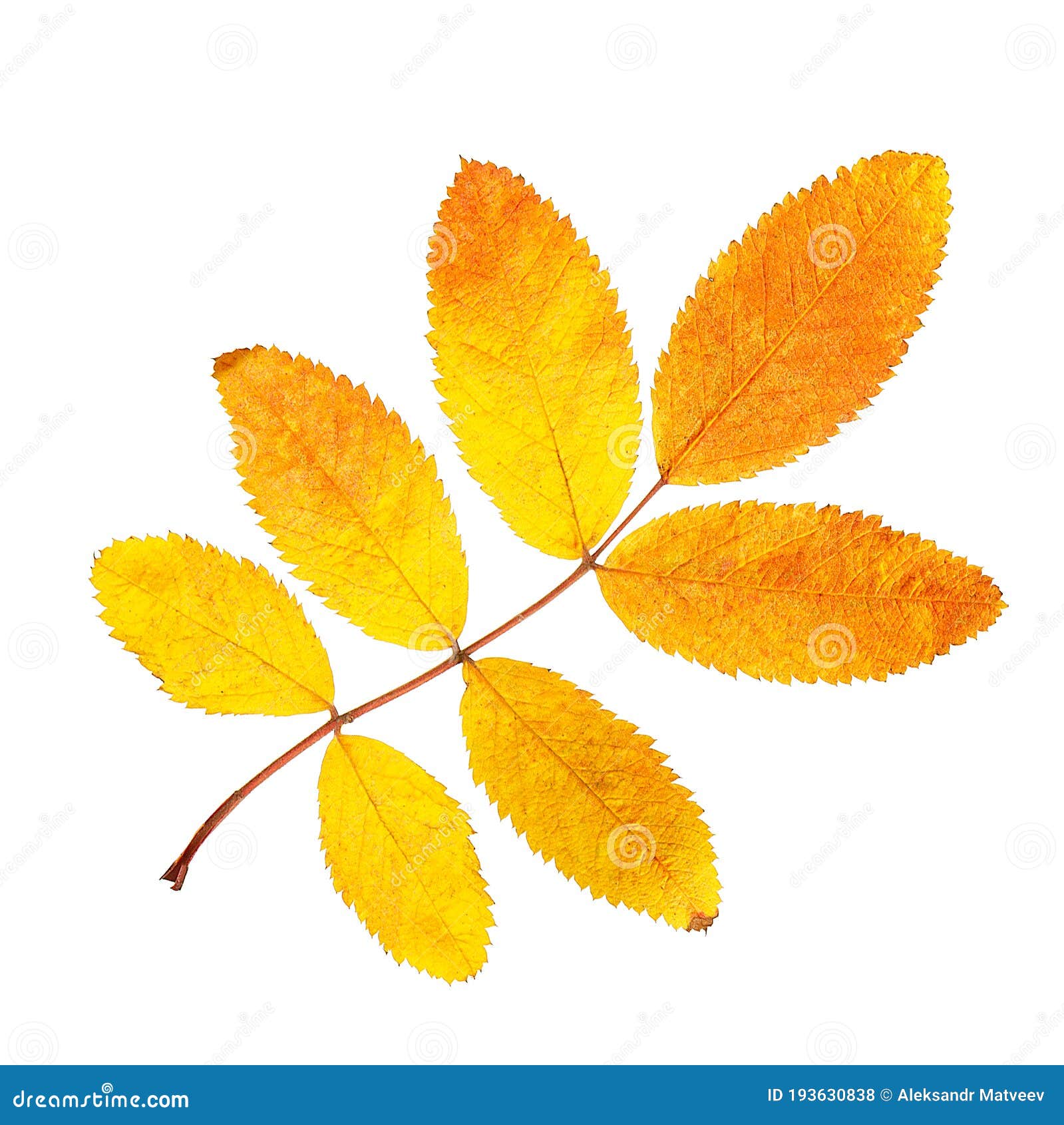 Autumn Leaf Isolated on White Background. Stock Photo - Image of leaf ...