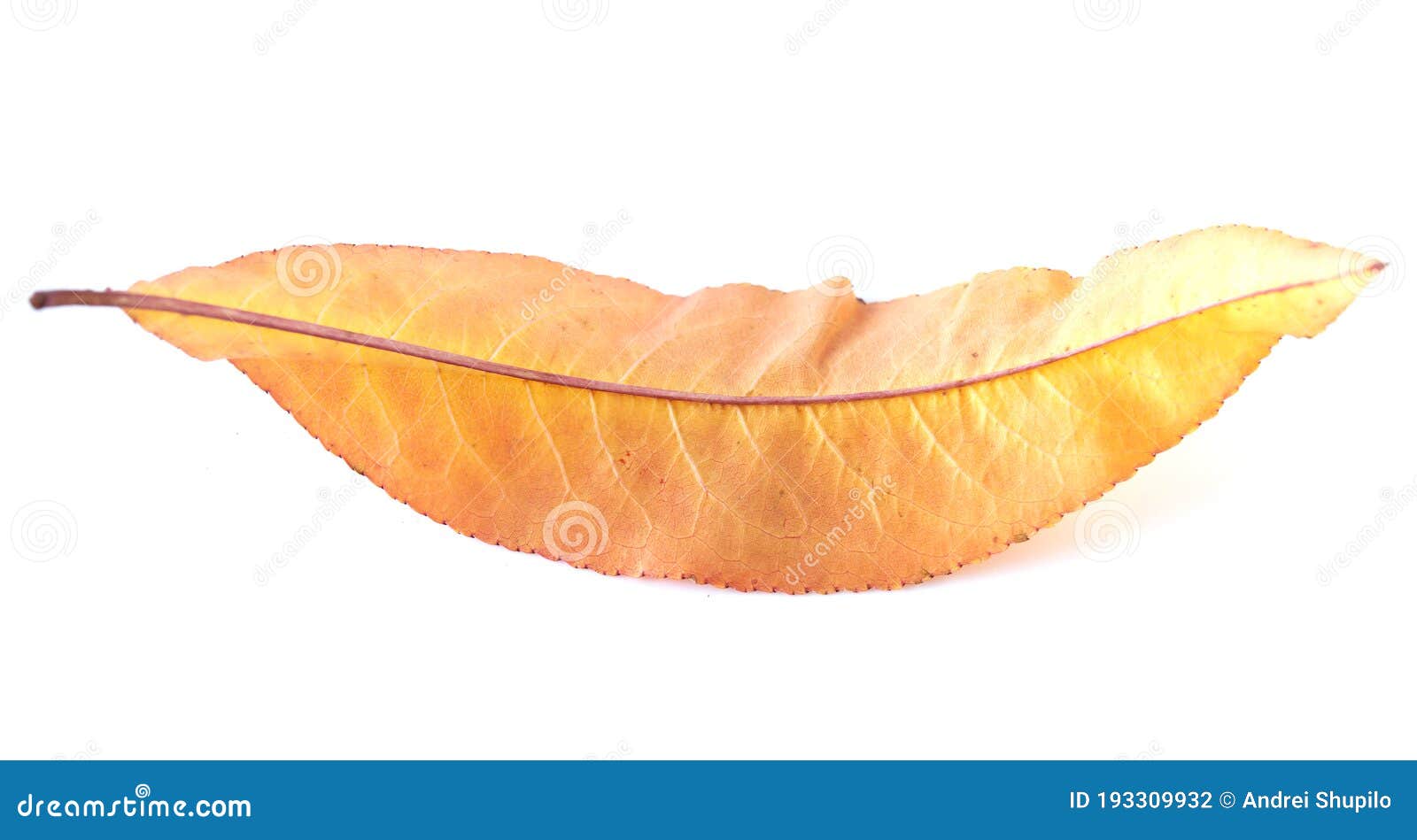 Autumn Leaf Isolated on White Background Stock Photo - Image of color ...