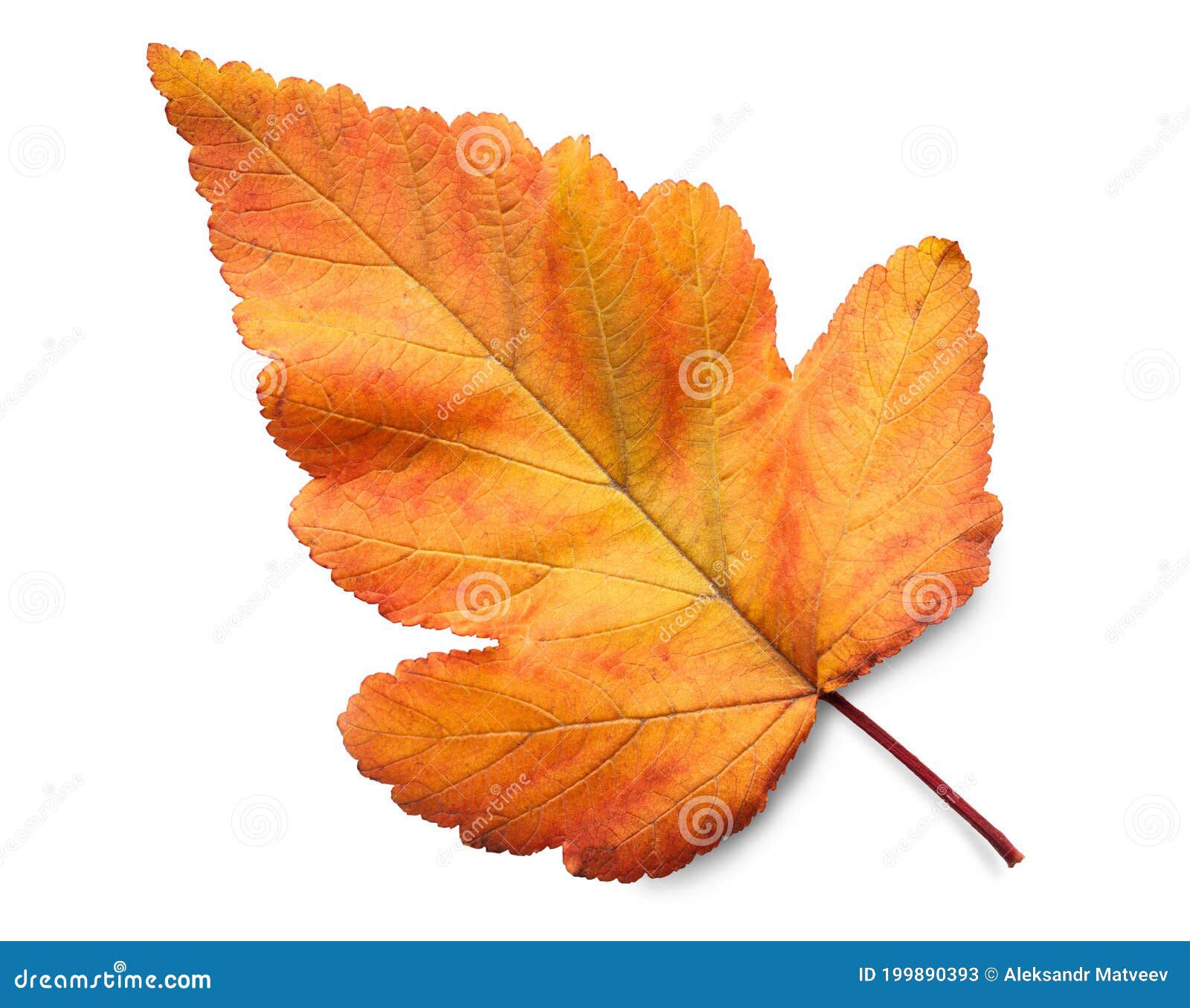 Autumn Leaf Isolated on White Background with Shadows, Clipping Path ...
