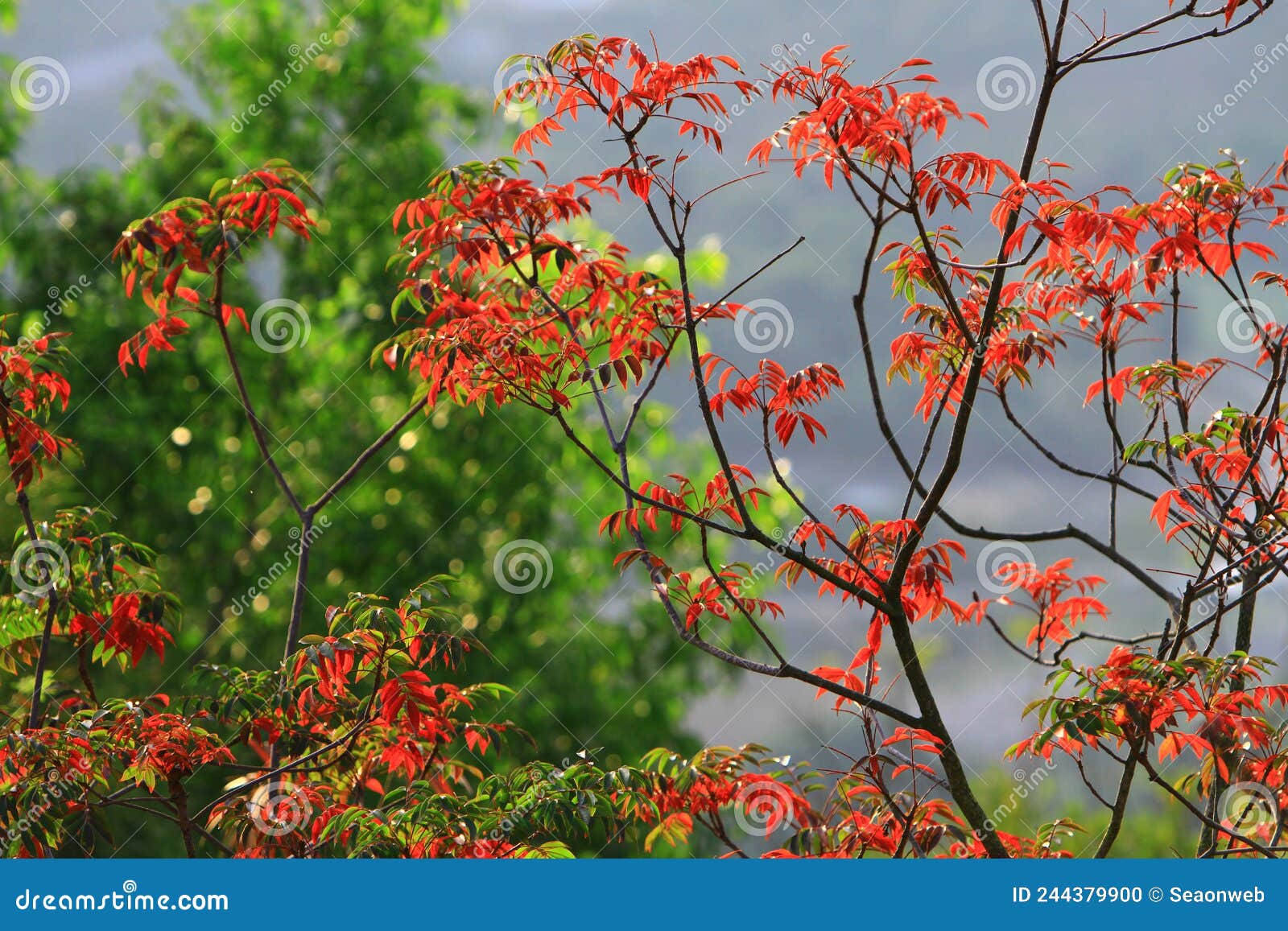 The Autumn Leaf, Leaves Turning Red in Antumn Stock Photo - Image of ...