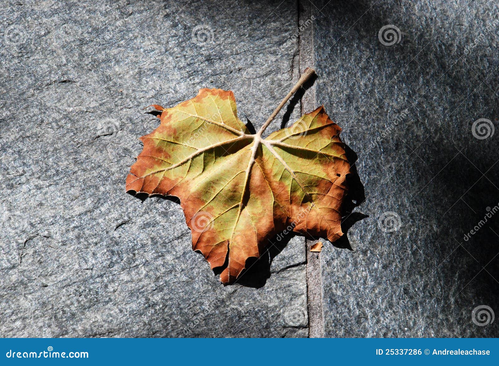 Autumn Leaf on the Line stock photo. Image of autumn - 25337286