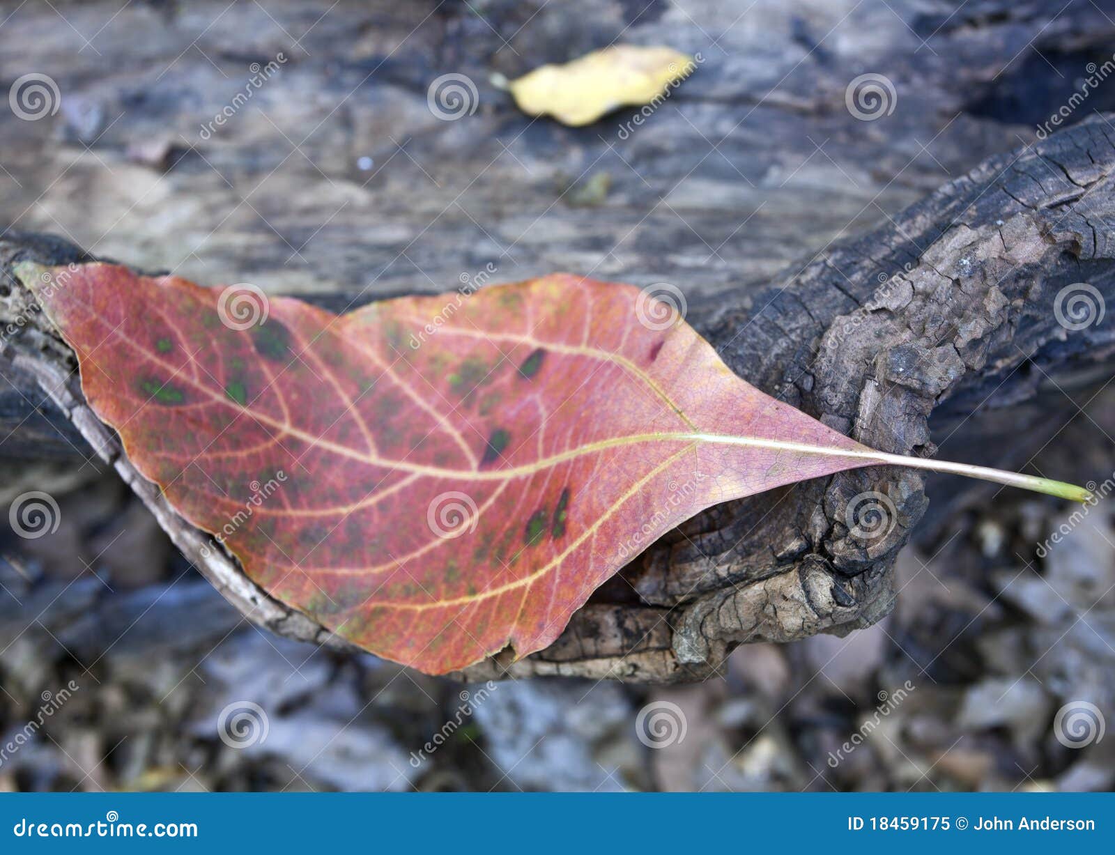 Autumn leaf on log stock image. Image of foliage, autumn - 18459175