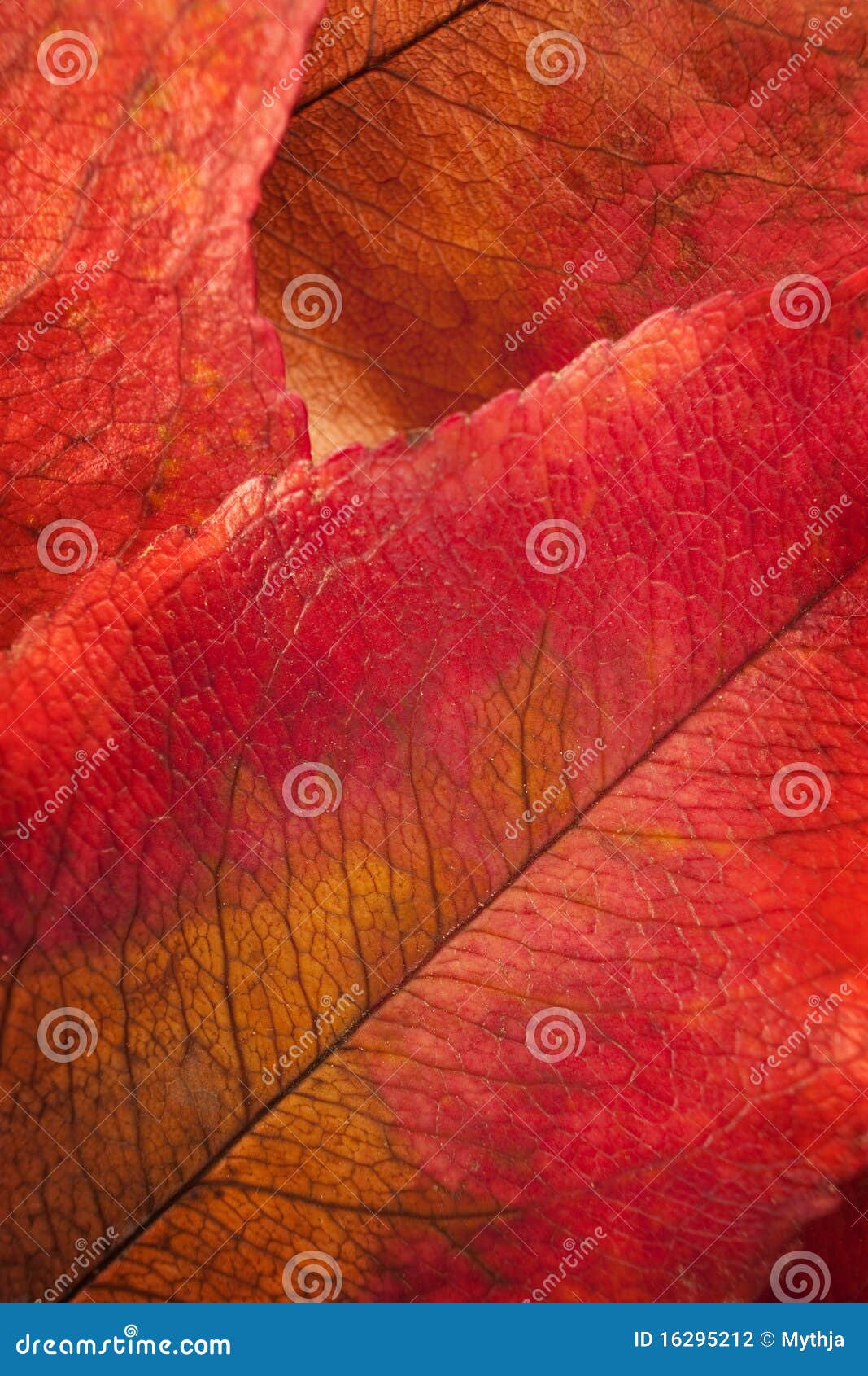 Autumn leaf macro stock photo. Image of texture, autumn - 16295212