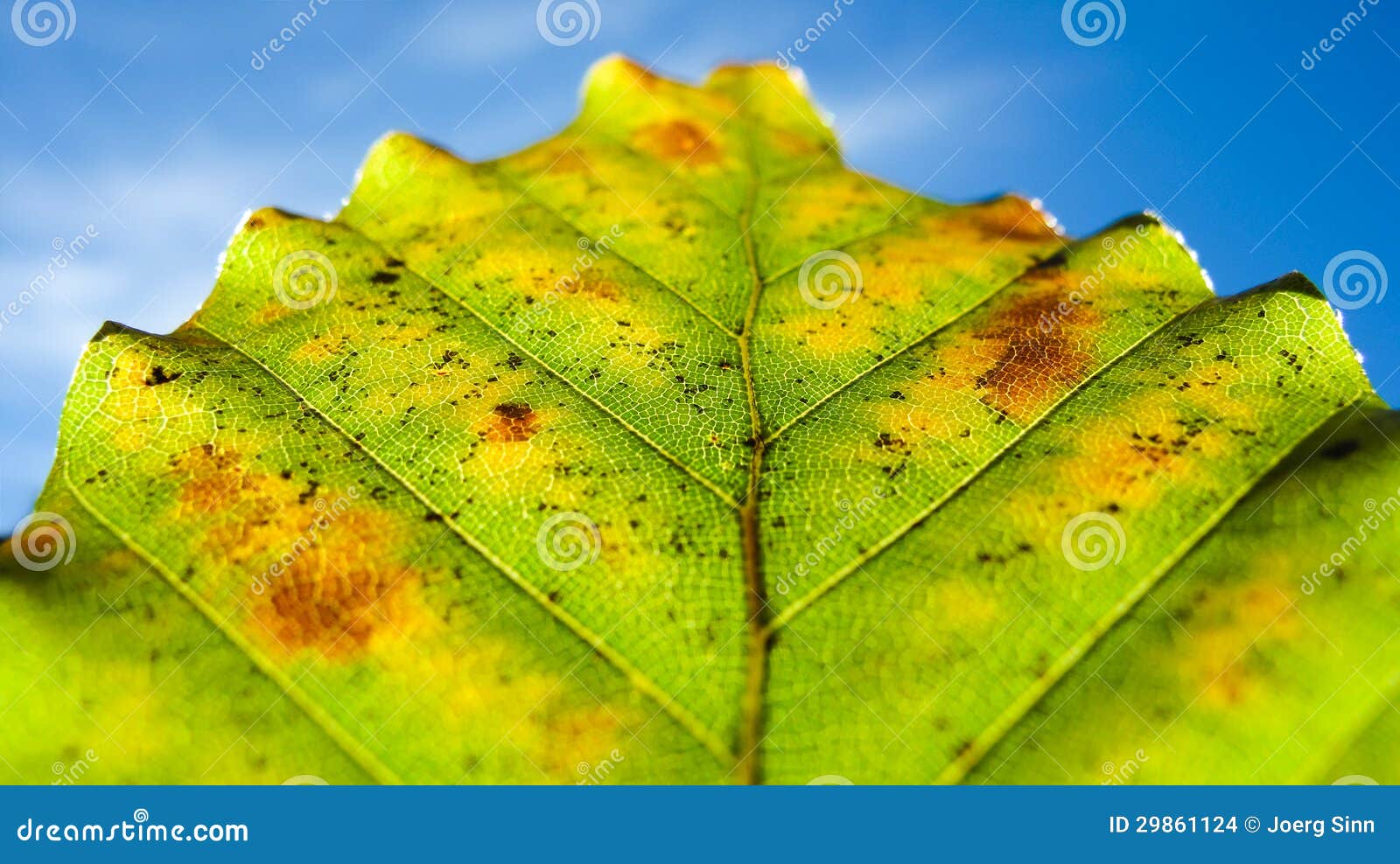 Autumn leaf macro stock photo. Image of environment, fresh - 29861124