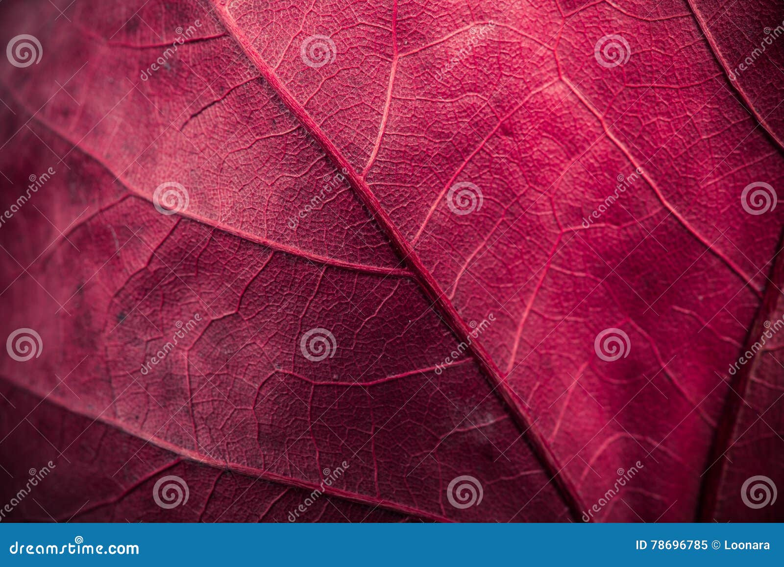Macro Texture Of Blueberry Berries Close Up. Border Design. Summer ...