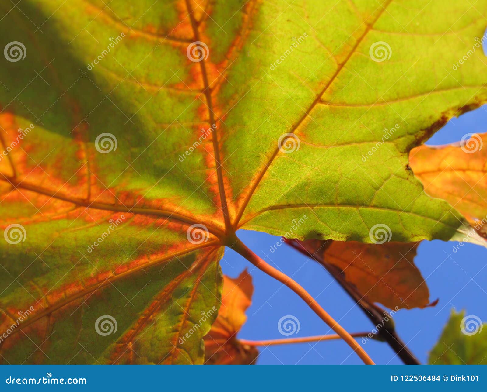 Autumn Leaf of Maple Tree Close Up Stock Photo - Image of maple ...