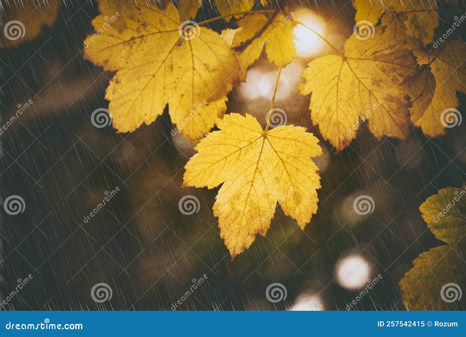 Autumn leaf of maple tree stock image. Image of autumn - 257542415