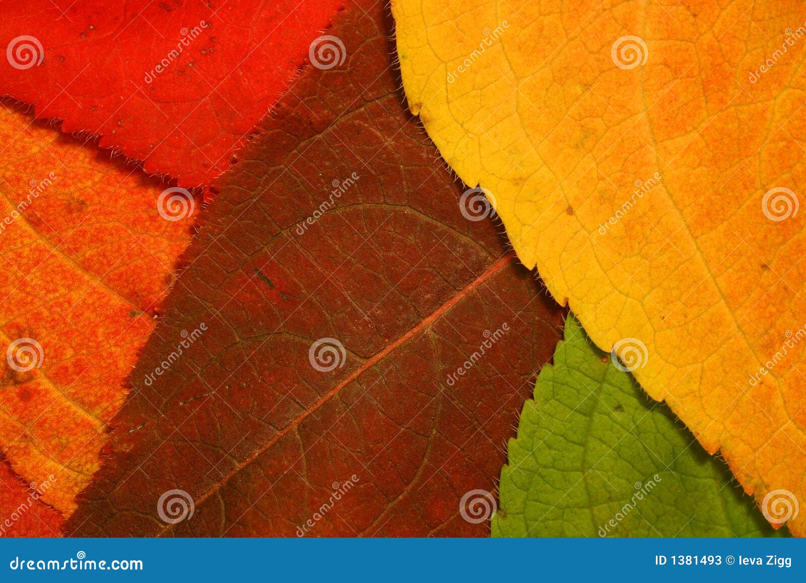Autumn leaf mosaic stock image. Image of detail, colors - 1381493