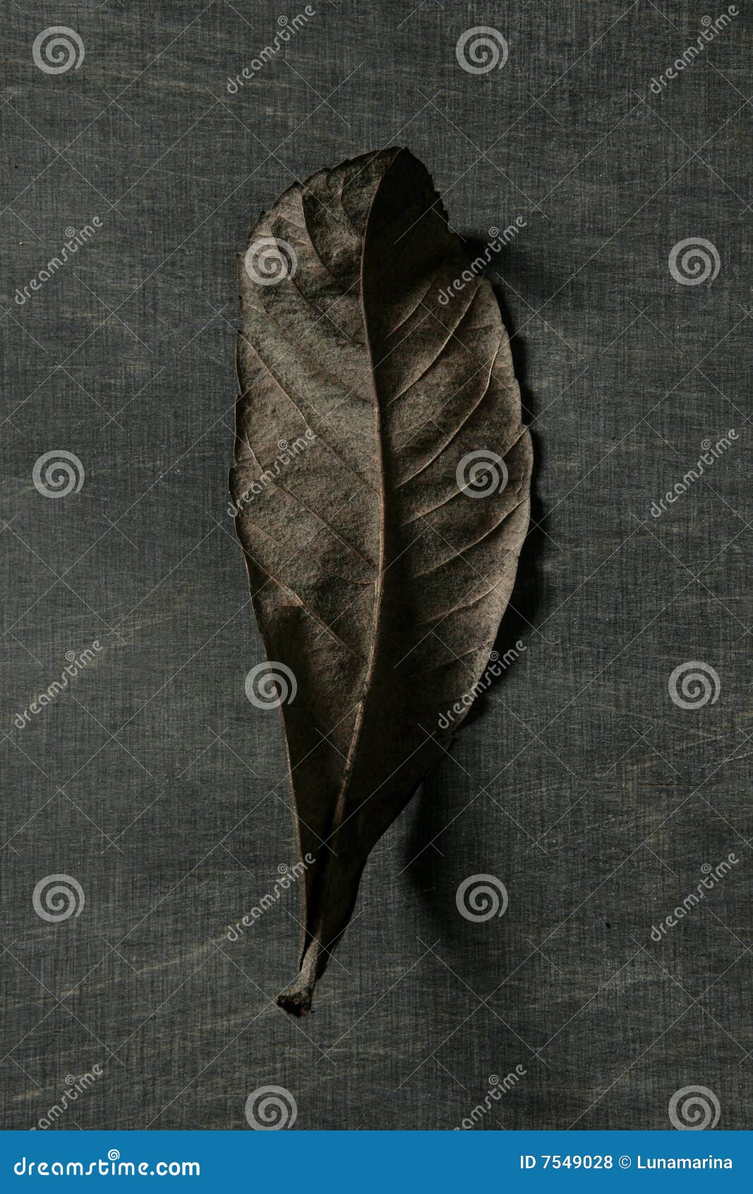 Autumn Leaf Over Dark Background and Shadows Stock Photo - Image of ...