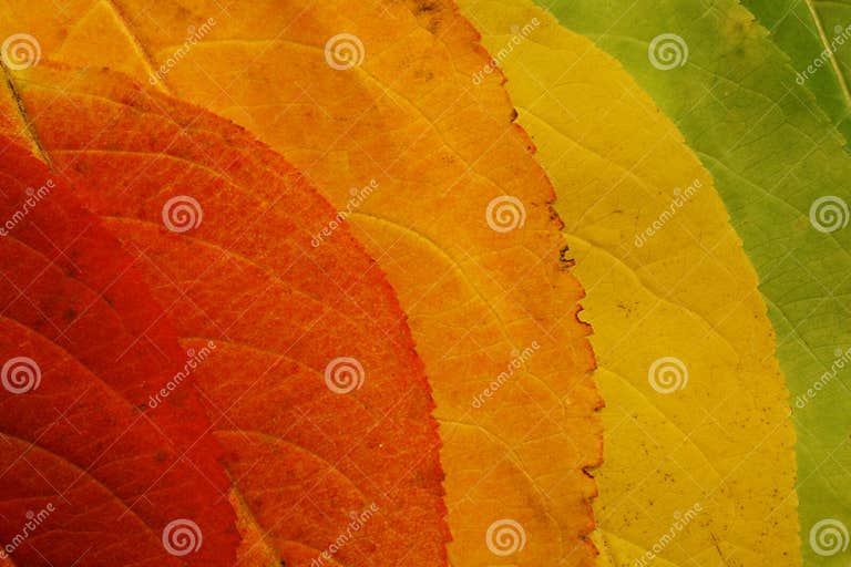 Autumn leaf palette stock image. Image of texture, colors - 1381513