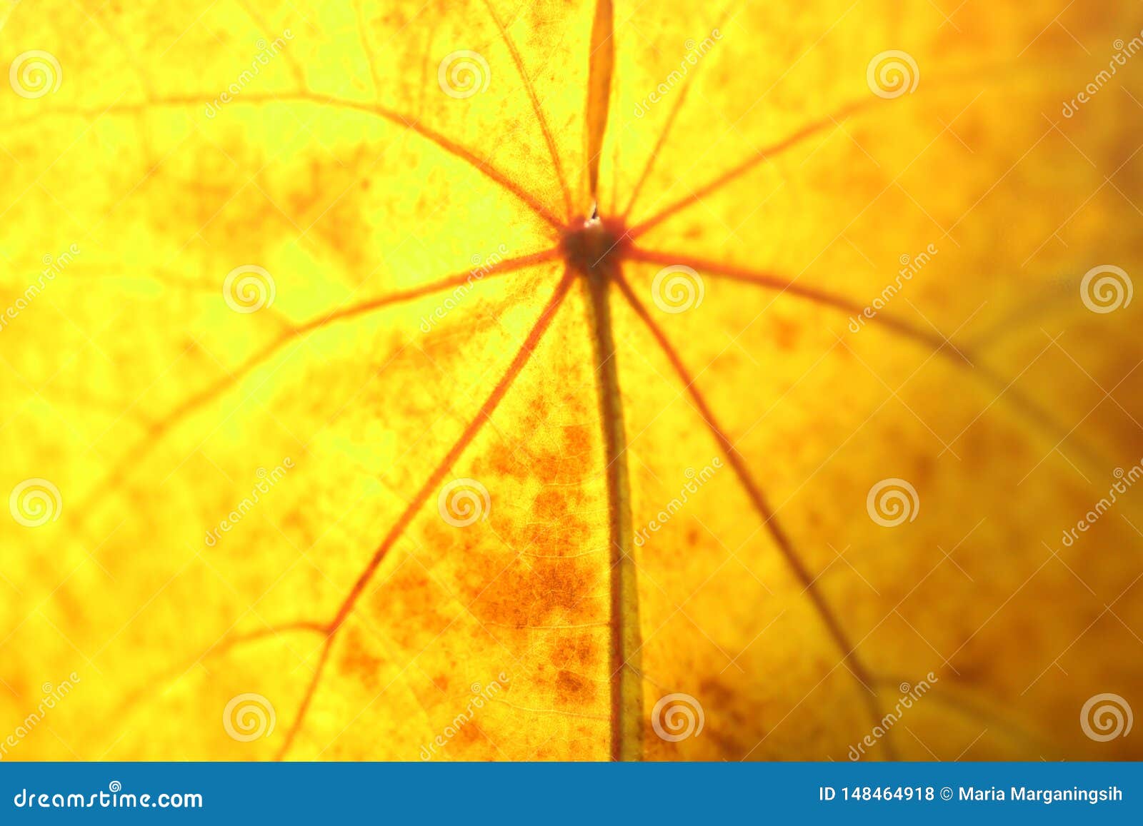 Golden Leaf Texture Background in Closeup. Stock Photo - Image of ...