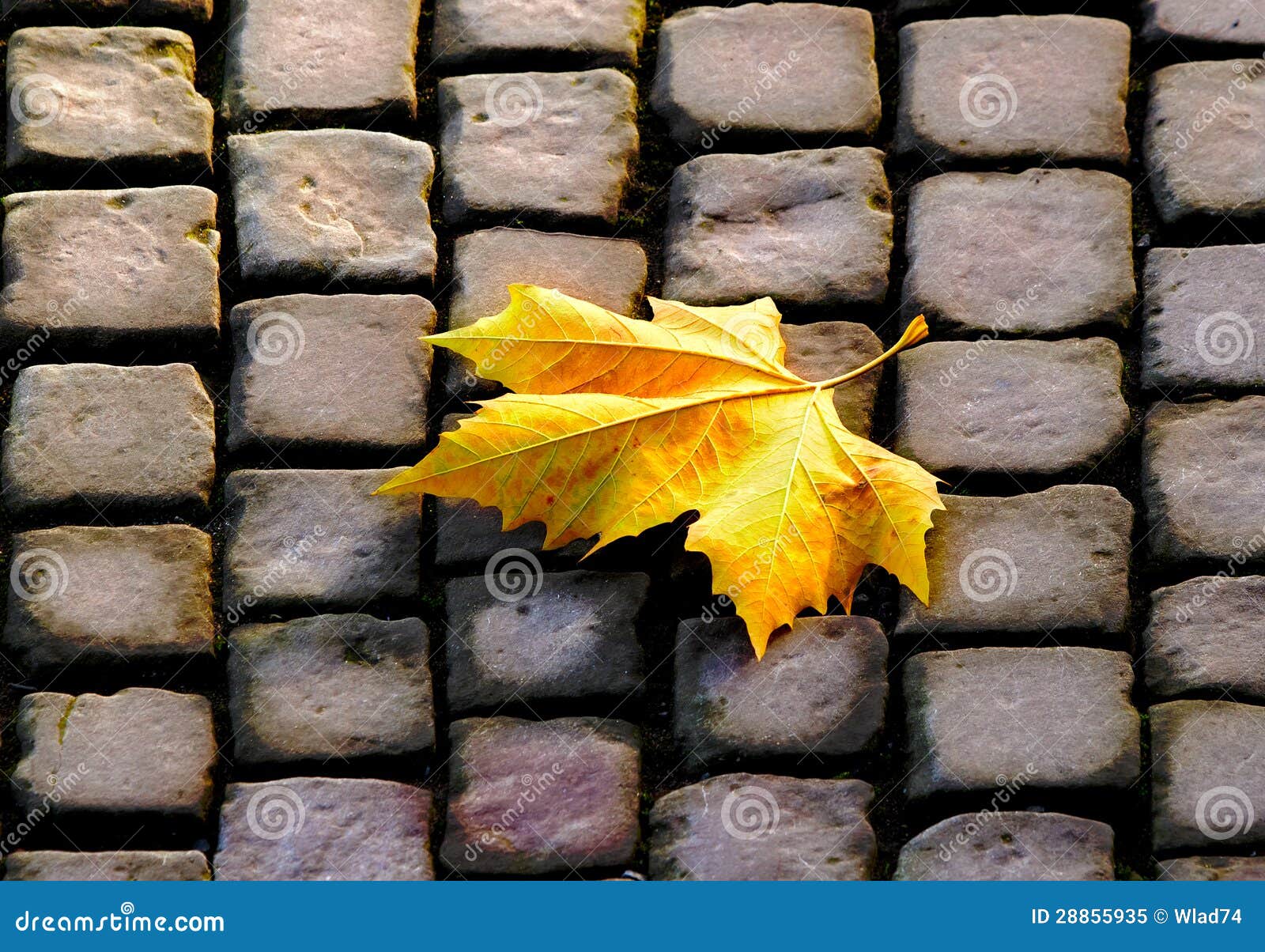 The Autumn Leaf on Pavement Stock Image - Image of pave, pattern: 28855935