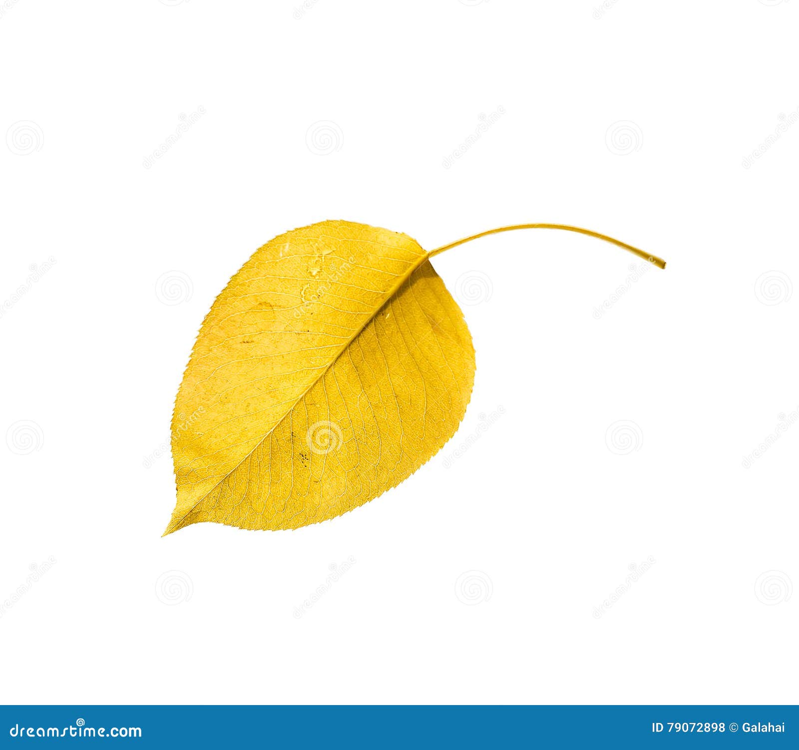 Autumn Leaf Pear Tree on White Background Stock Photo - Image of autumn ...